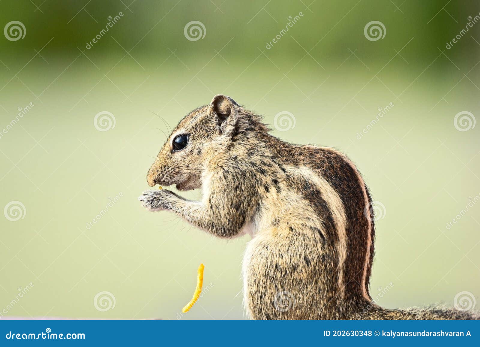 Comida para comer ardillas foto de archivo. Imagen de comer - 202630348