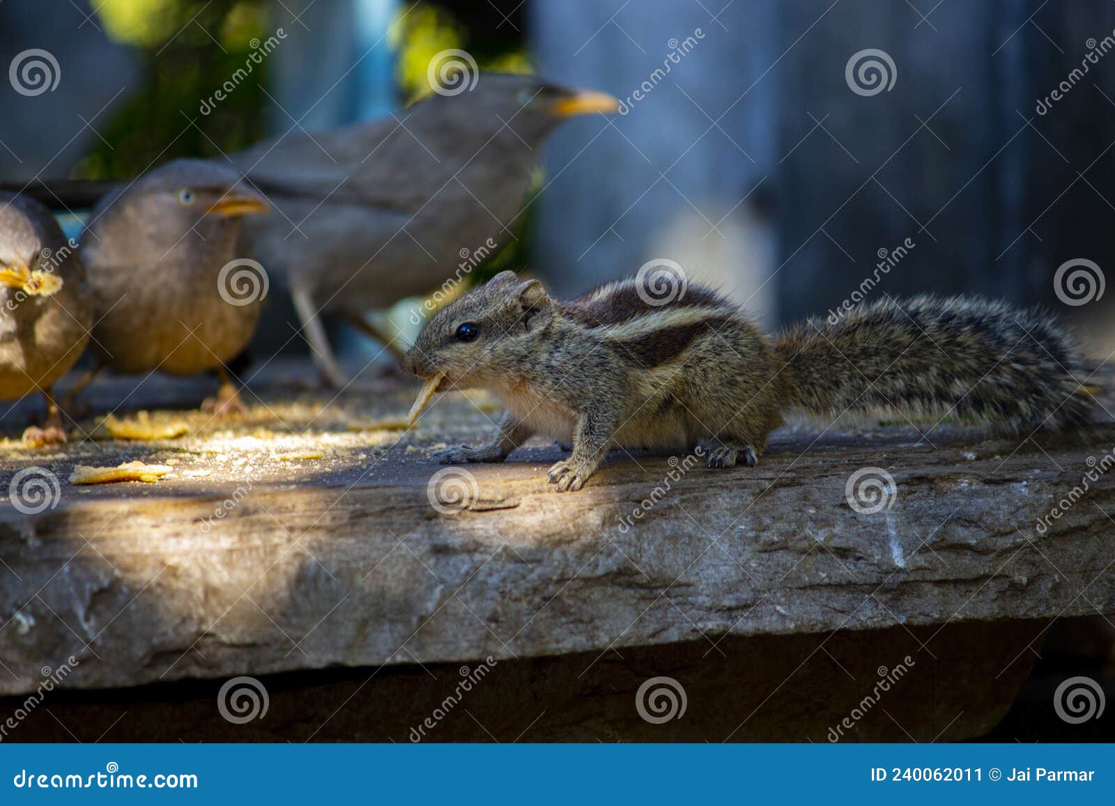 Comida para comer ardillas imagen de archivo. Imagen de ardilla - 240062011