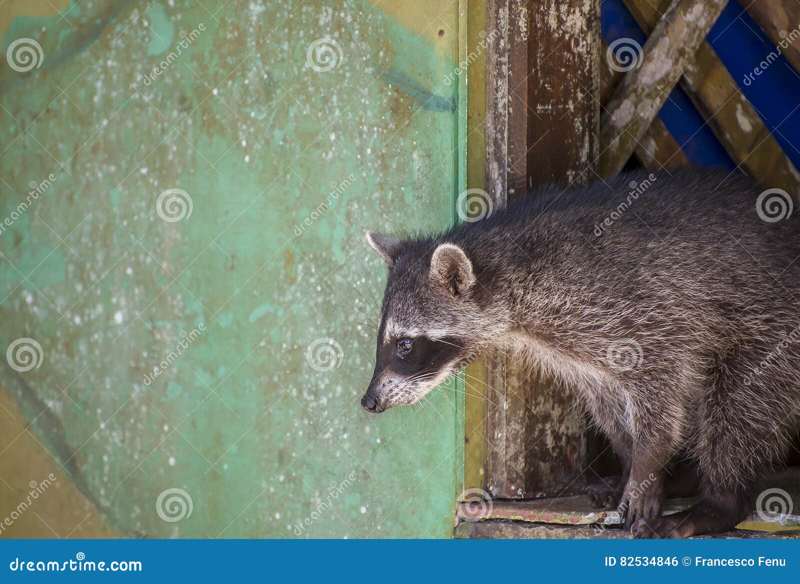 Comida Que Busca Del Mapache Foto de archivo - Imagen de alimento ...