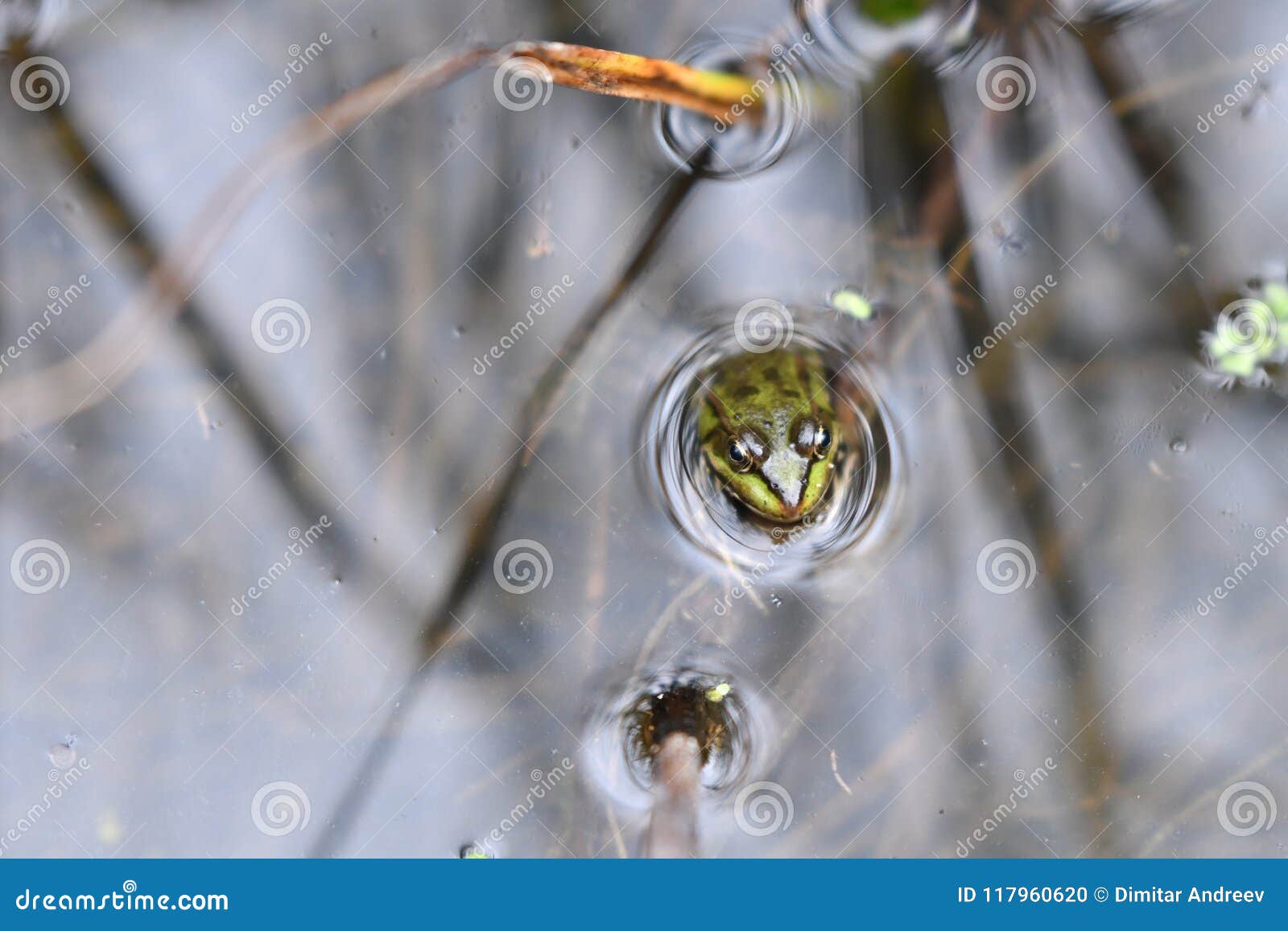 Comida Que Espera De La Rana Para Foto de archivo - Imagen de alimento ...