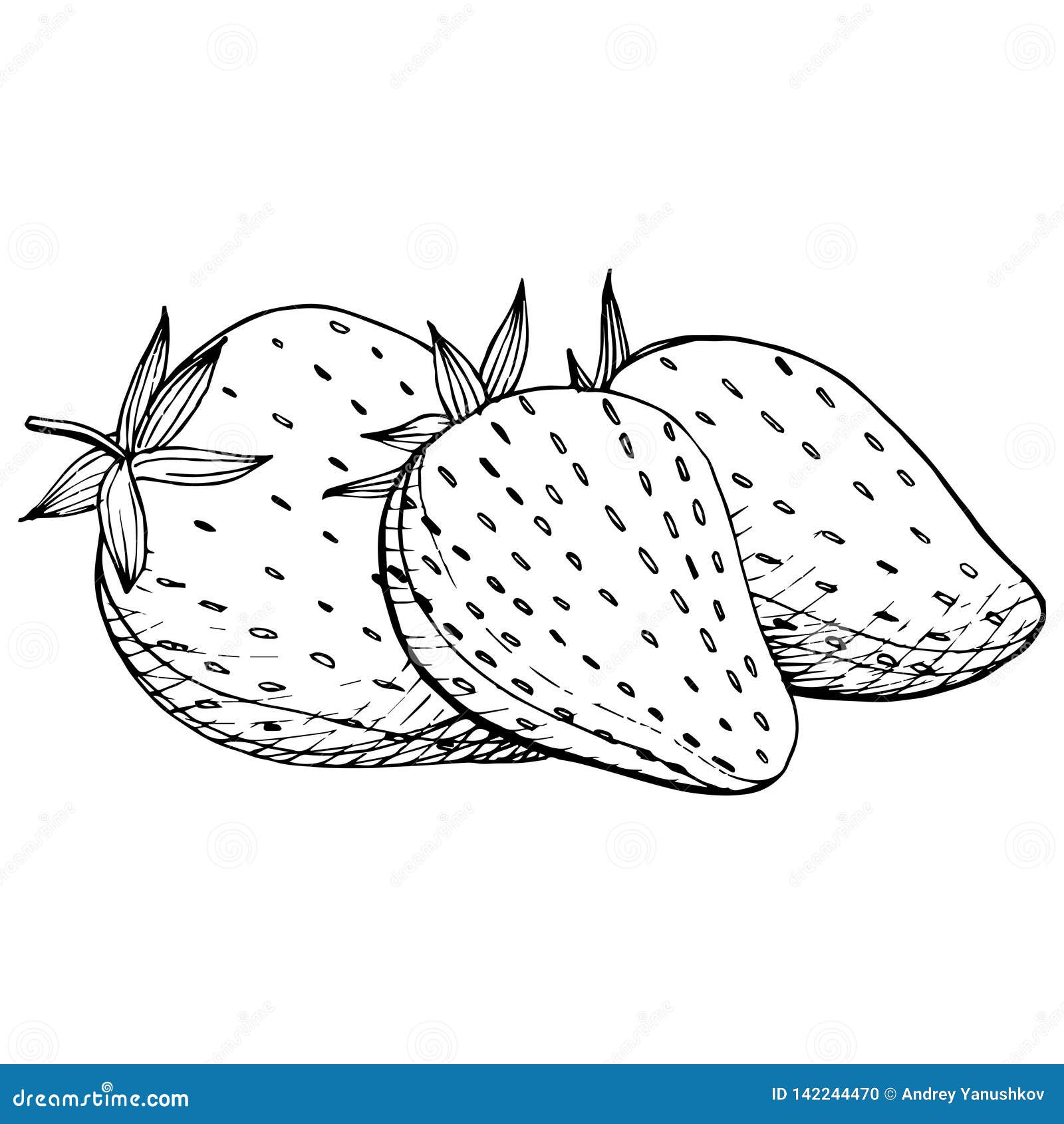 Comida Sana De La Fresa Del Vector Arte Grabado Blanco Y Negro De La
