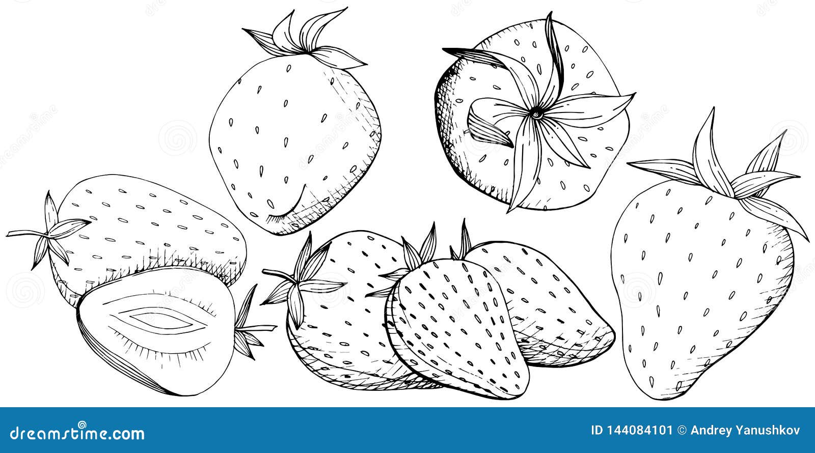 Comida Sana De La Fresa Del Vector Arte Grabado Blanco Y Negro De La