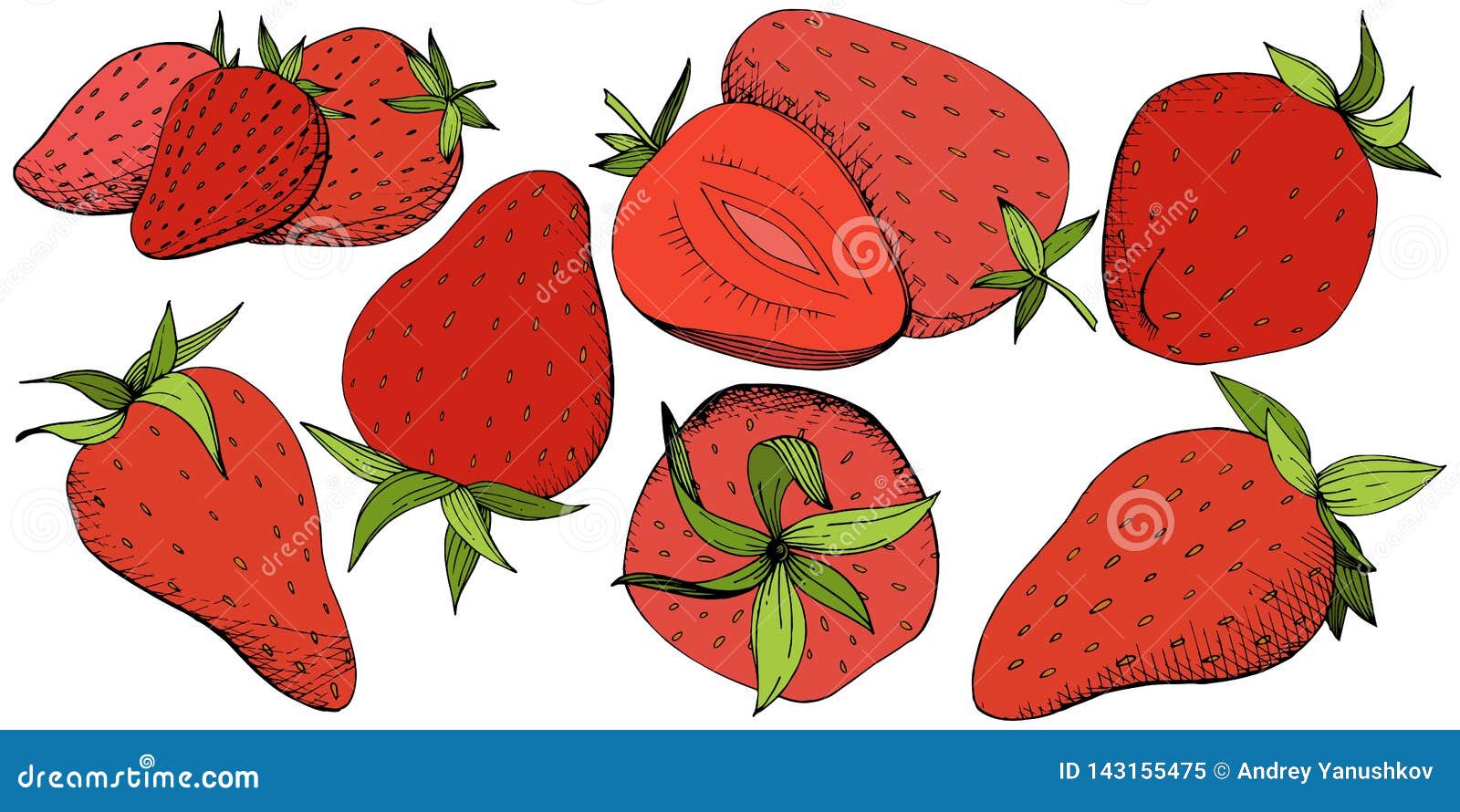 Comida Sana De La Fresa Del Vector Arte Grabado Rojo Y Verde De La