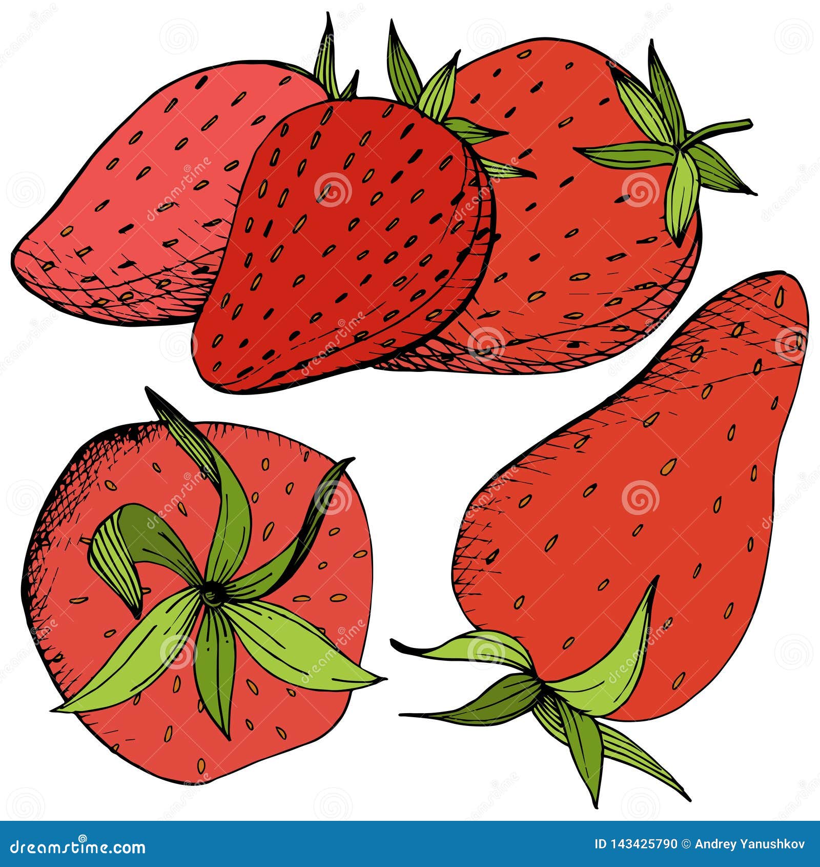 Comida Sana De La Fresa Del Vector Arte Grabado Rojo Y Verde De La