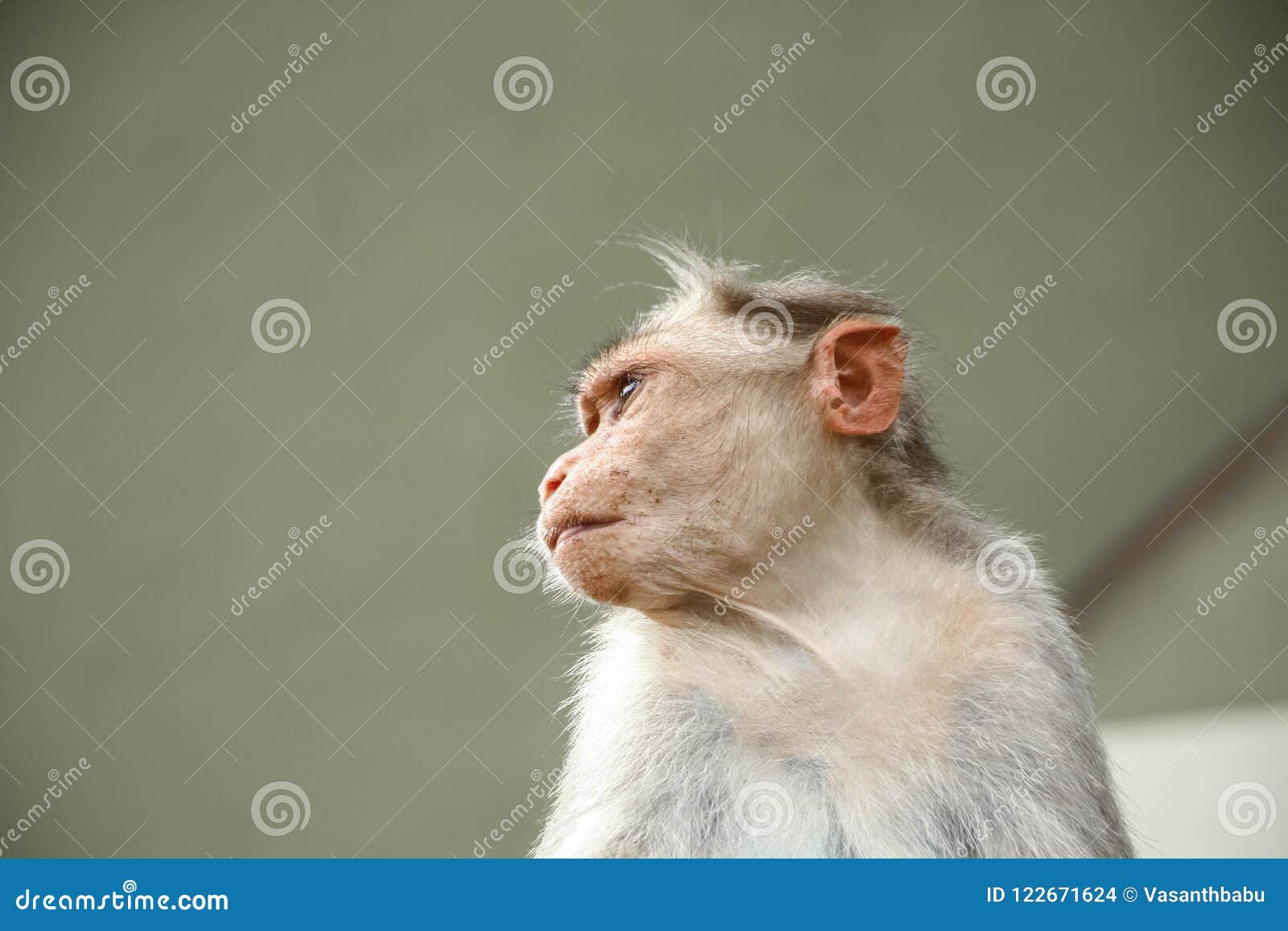 Comida Seria Del Macaque De Capo Que Busca El Mono Foto de archivo ...
