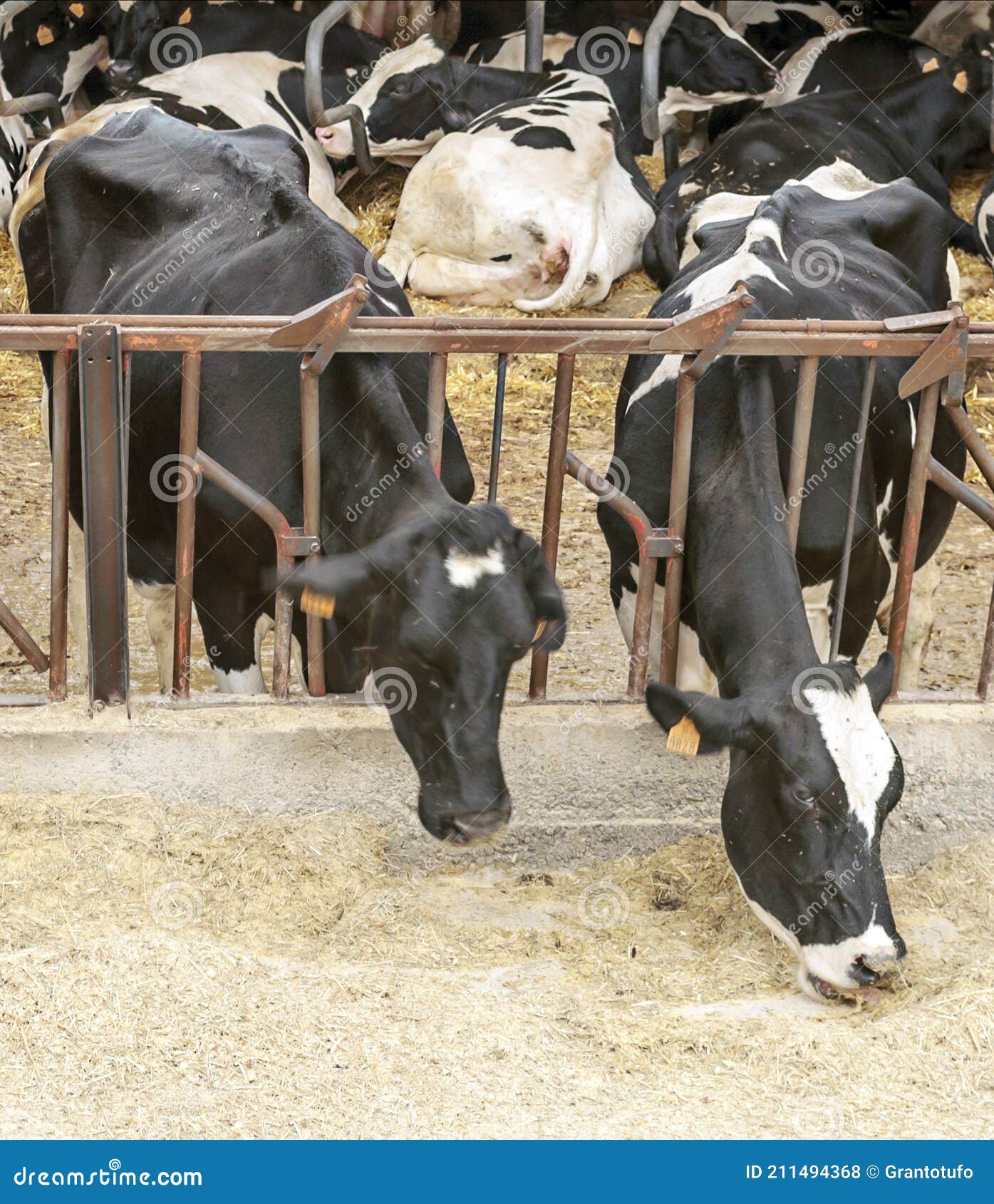 Comidas de vacas foto de stock. Imagem de vaca, coma - 211494368