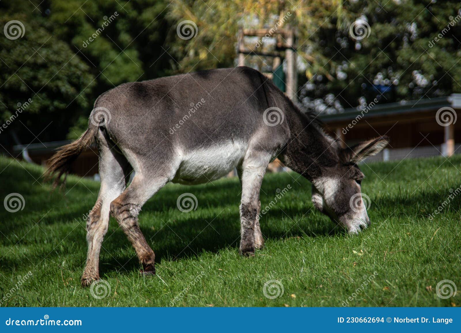 Comiendo burros foto de archivo. Imagen de salvaje, ungulados - 230662694