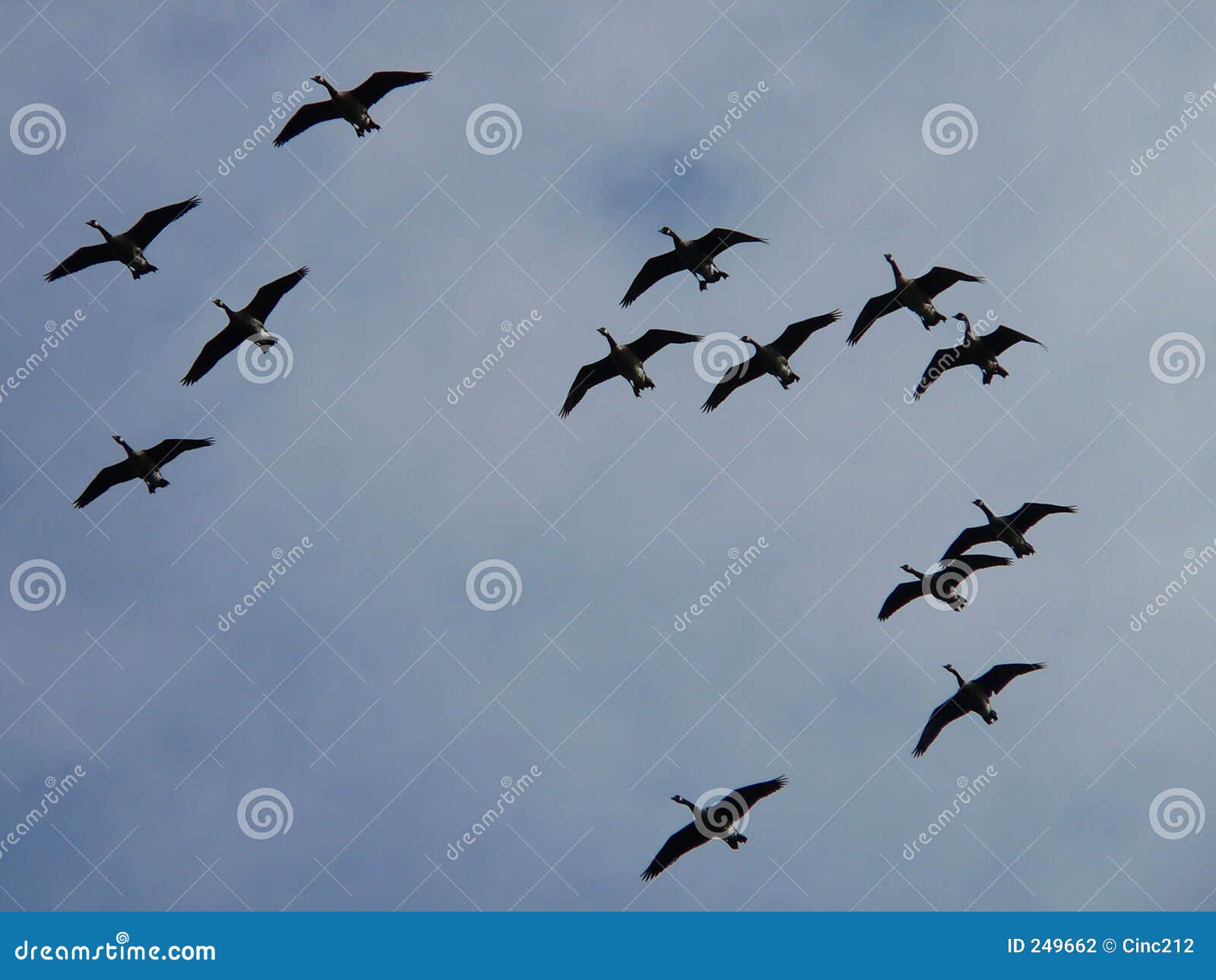 Coming in for landing stock photo. Image of flying, feather - 249662