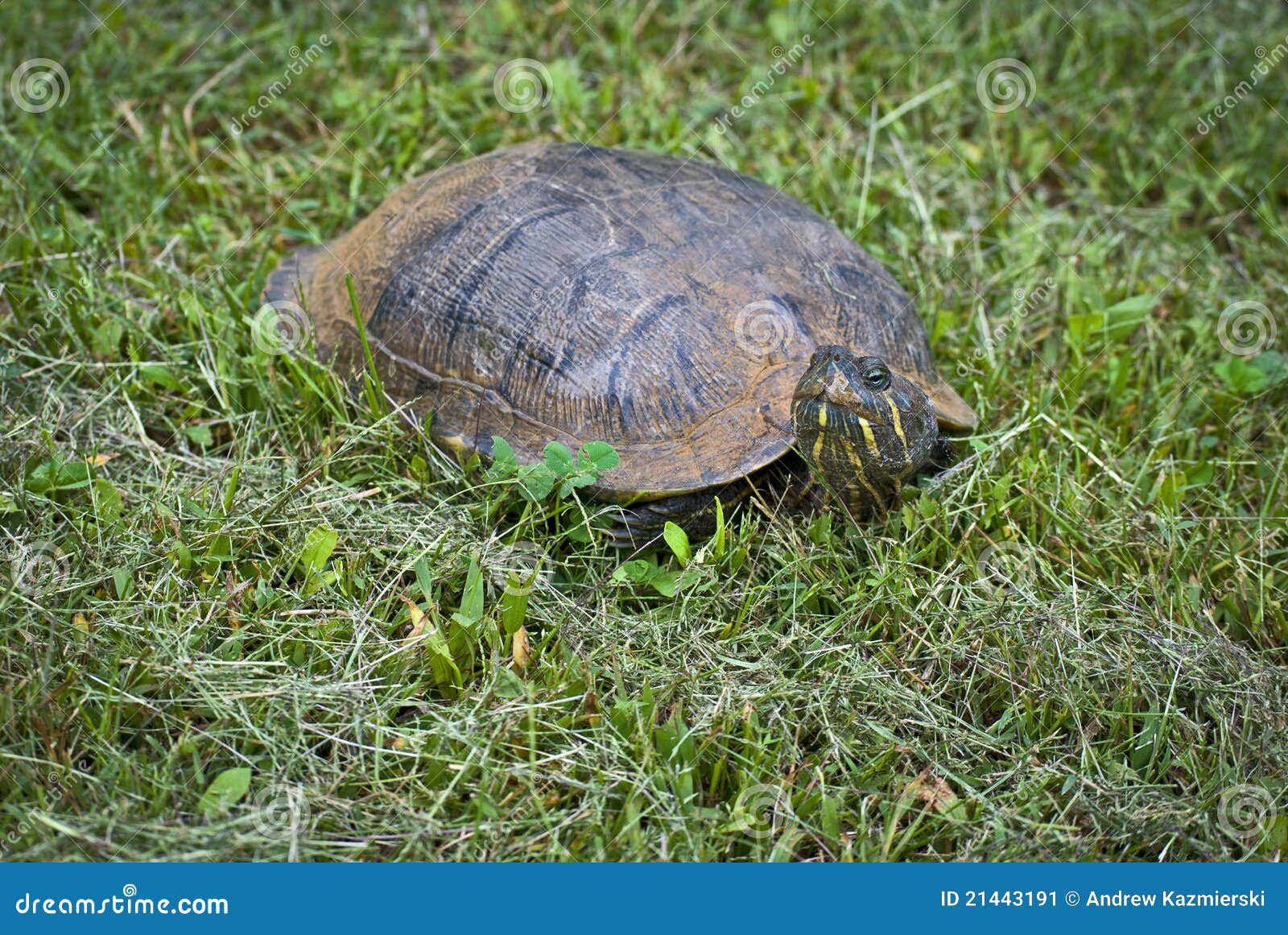 Coming Out of Shell stock image. Image of nature, shell - 21443191