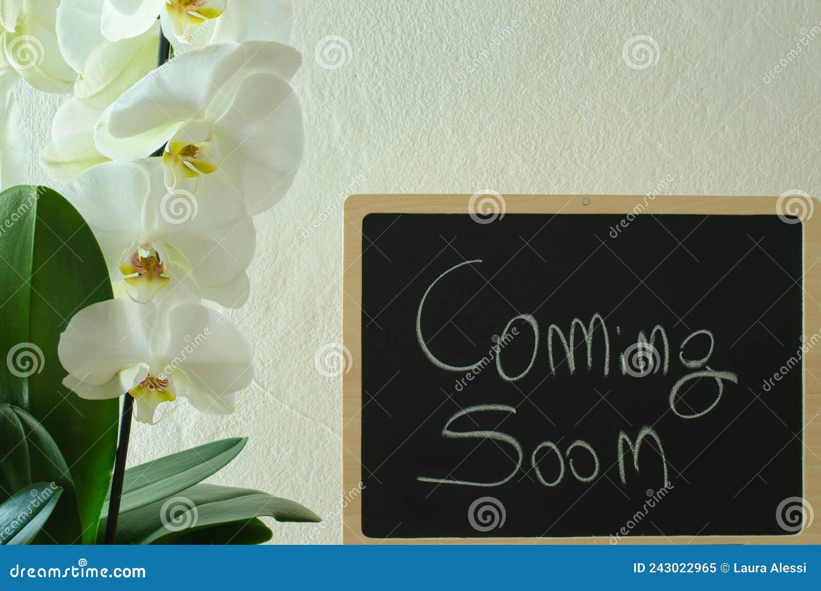 Coming Soon Message on Blackboard with a White Orchid beside Stock ...