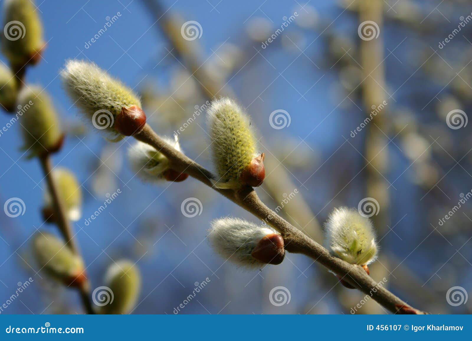 Coming spring-1 stock image. Image of awakening, sunday - 456107