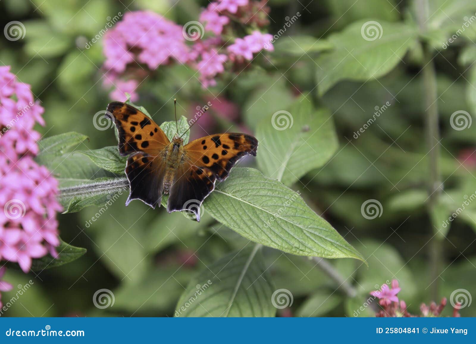 Comma Anglewing Butterfly stock image. Image of insect - 25804841