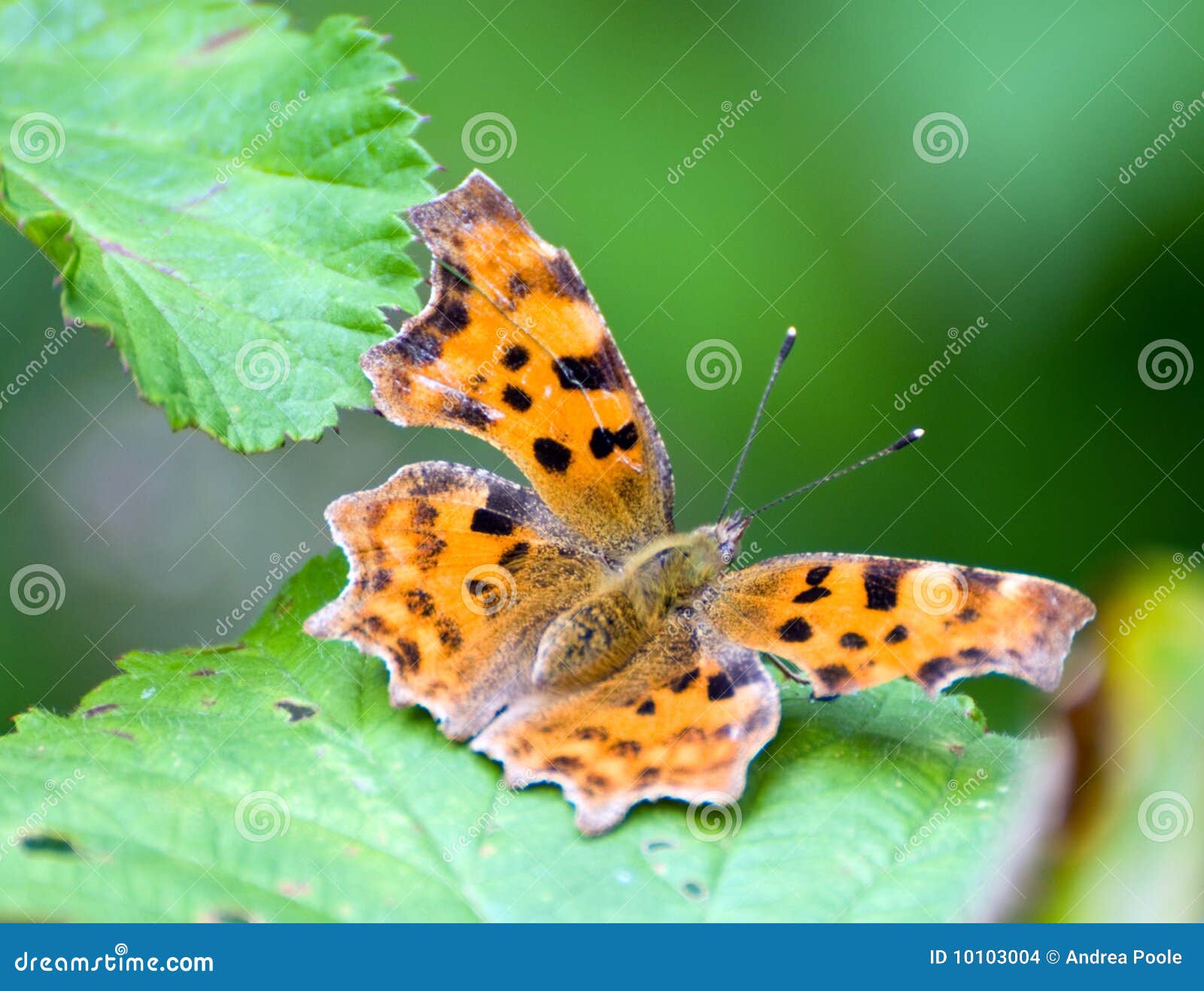 Comma Butterfly stock photo. Image of antennae, beautiful - 10103004