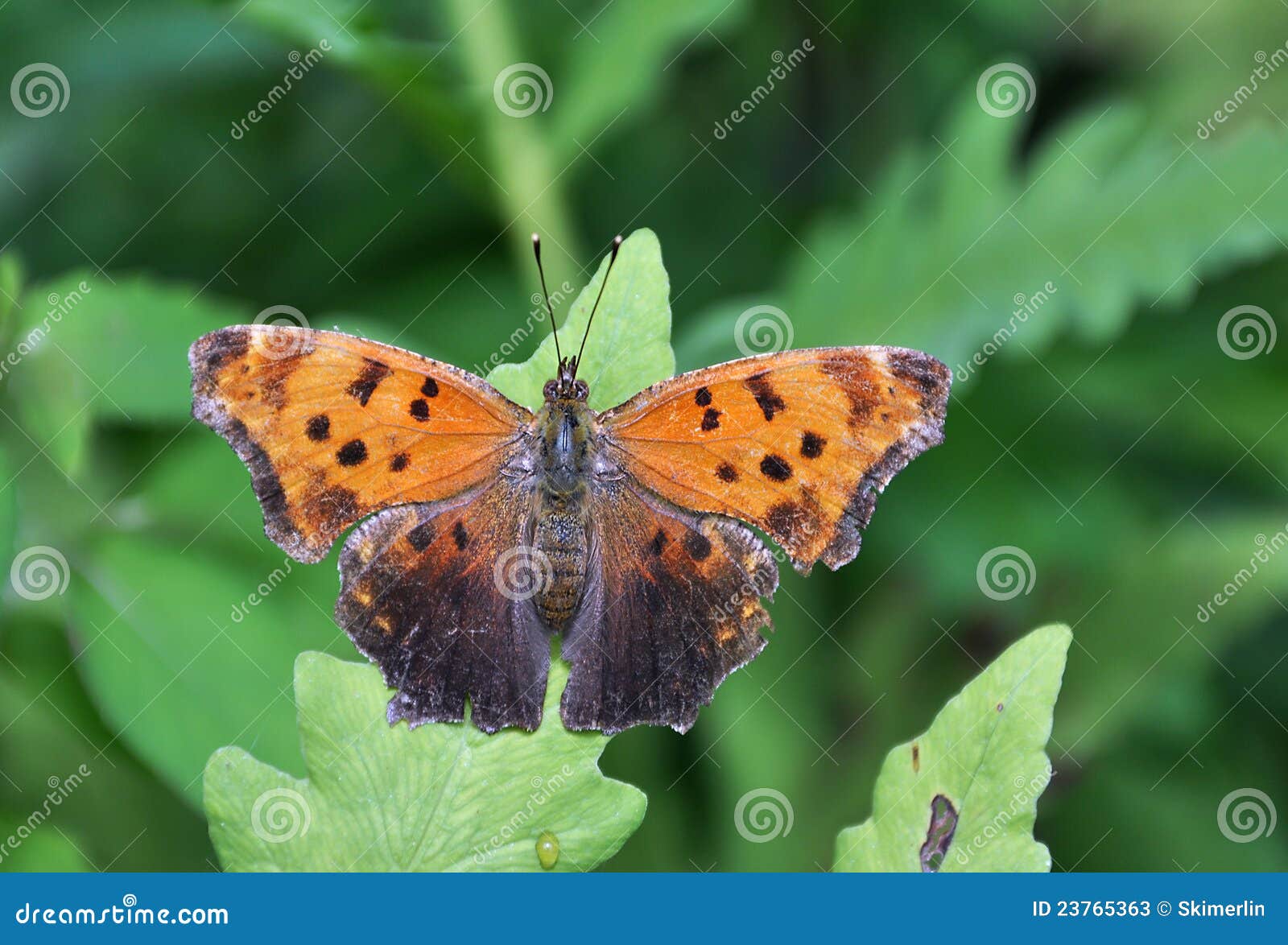 Comma Butterfly stock image. Image of green, comma, merchant - 23765363