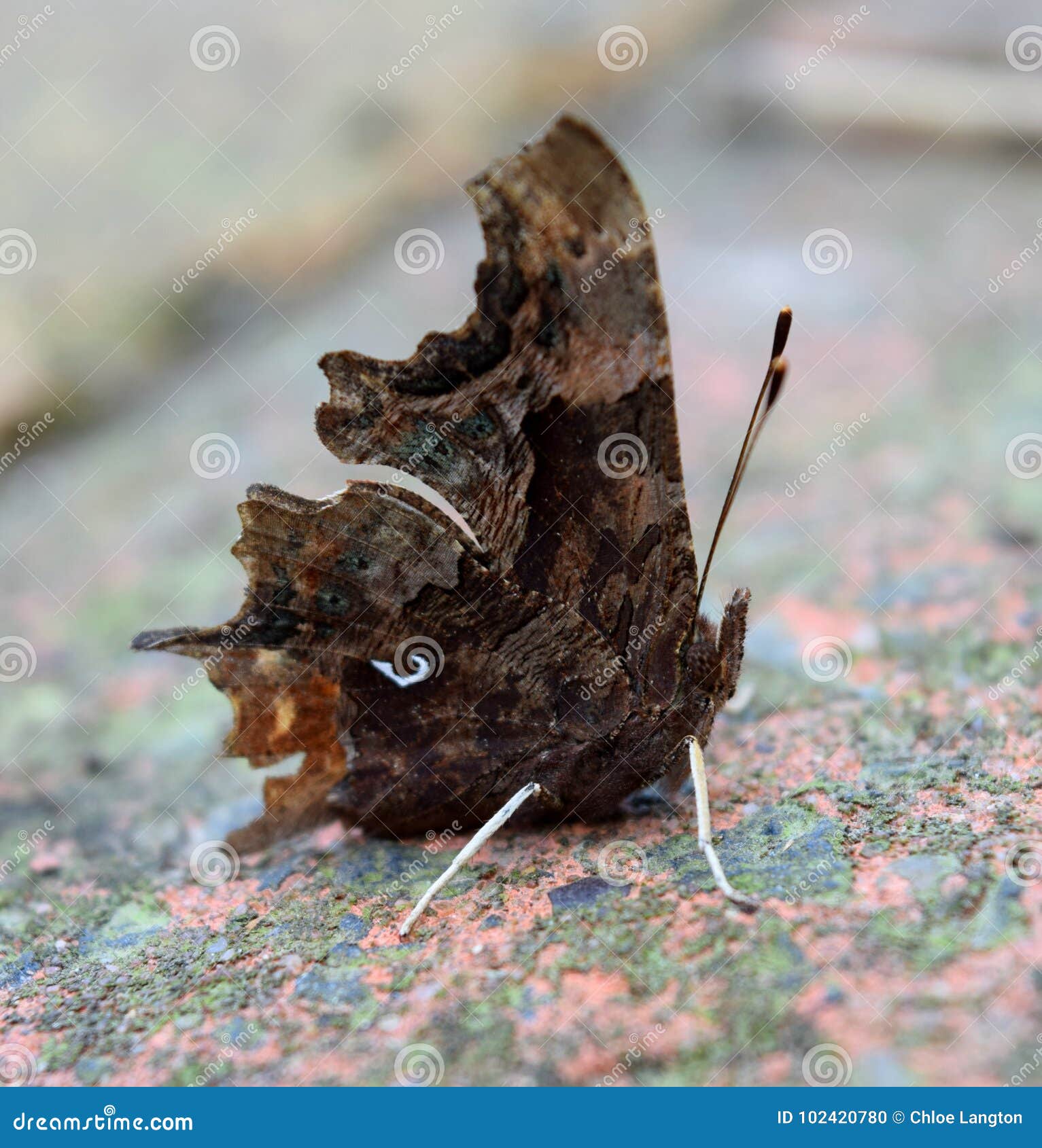 Comma butterfly stock photo. Image of black, stone, animals - 102420780