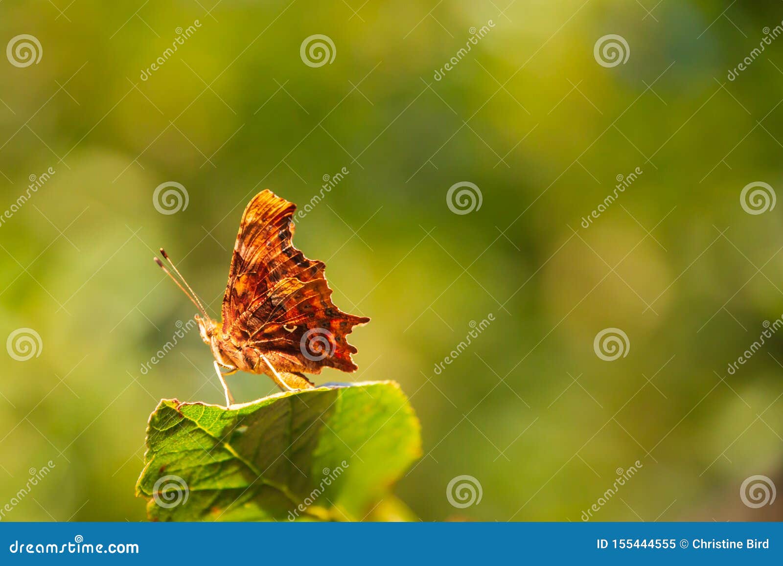 Comma Butterfly with the Distinctive White Punctuation Type Mark on the ...