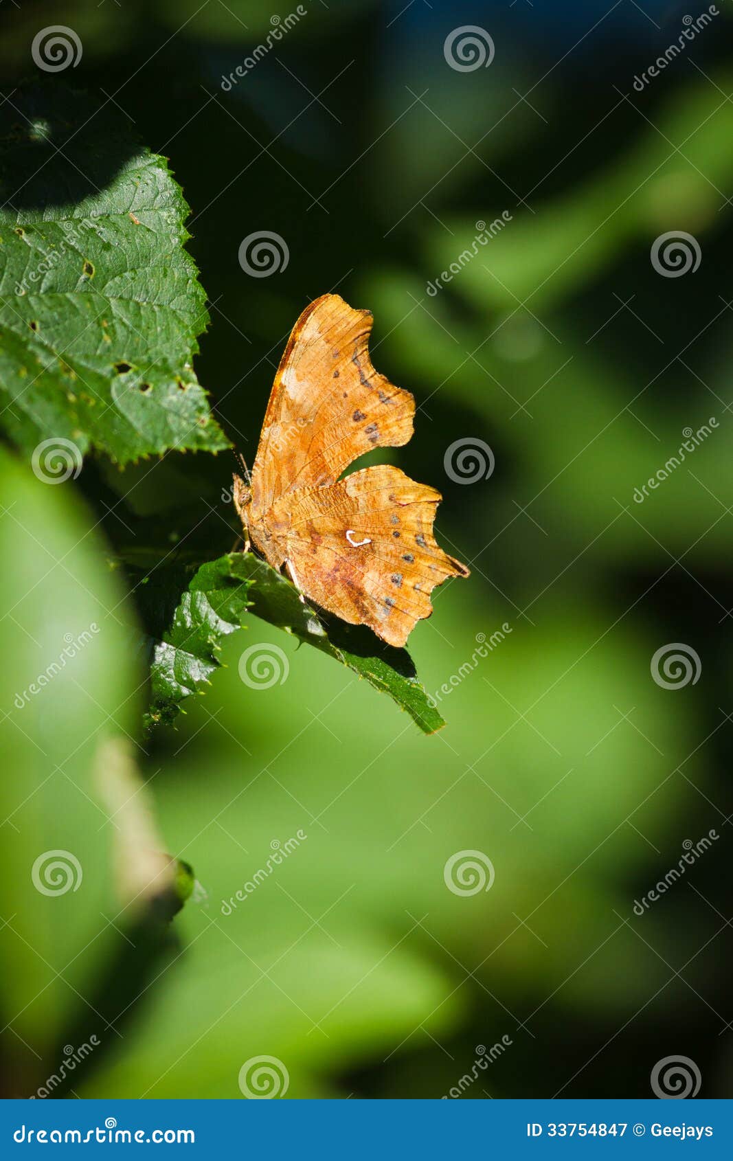 Comma butterfly stock image. Image of insect, antennae - 33754847