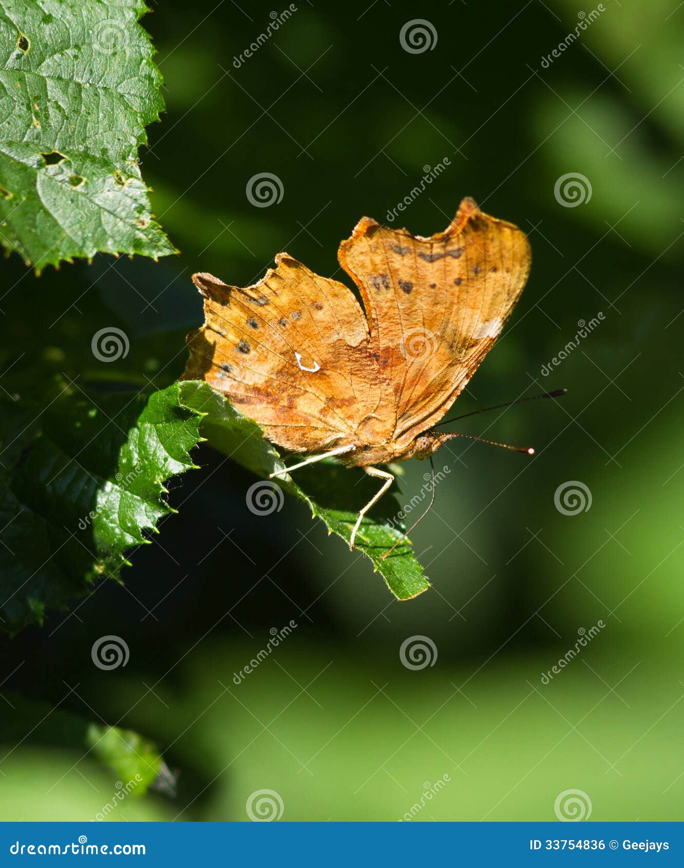 Comma butterfly stock photo. Image of insect, proboscis - 33754836