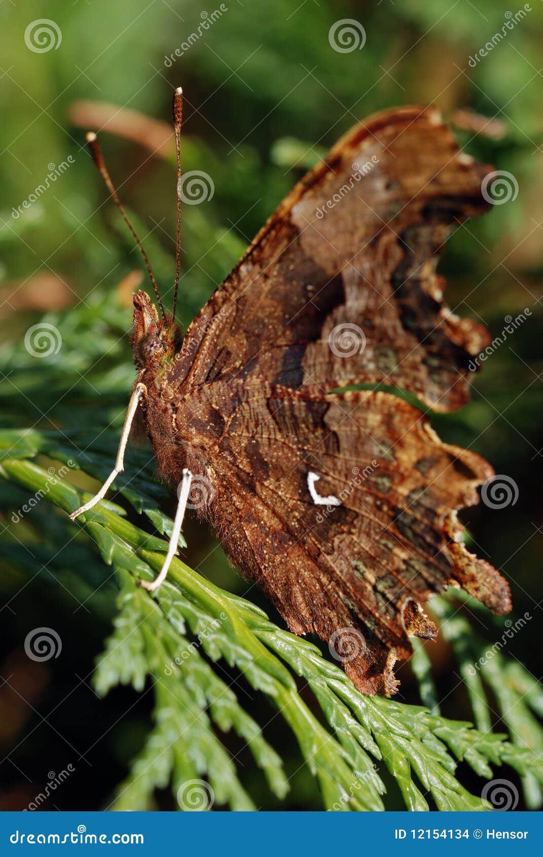 The Comma Butterfly (Polygonia C-album) Stock Photo - Image of macro ...