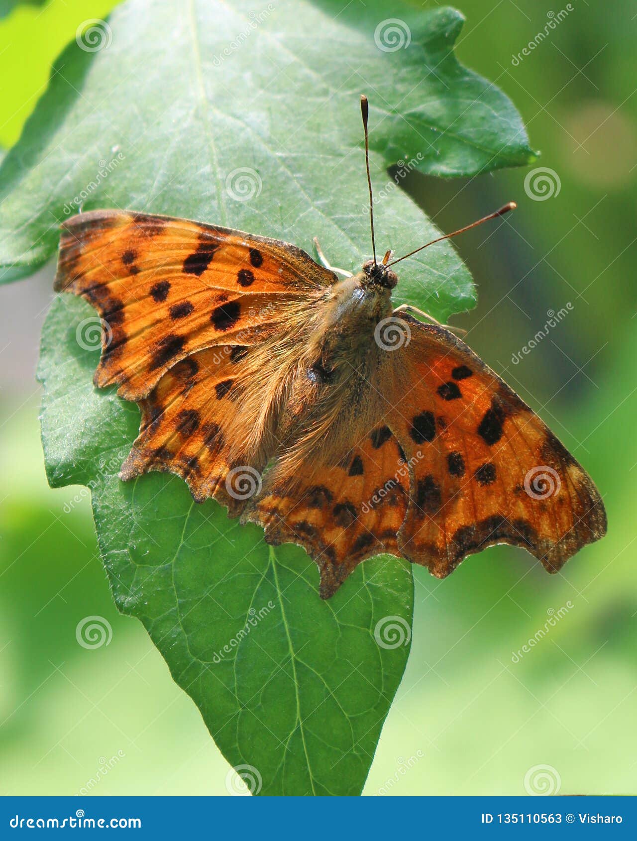 Comma Butterfly stock image. Image of leaf, color, open - 135110563
