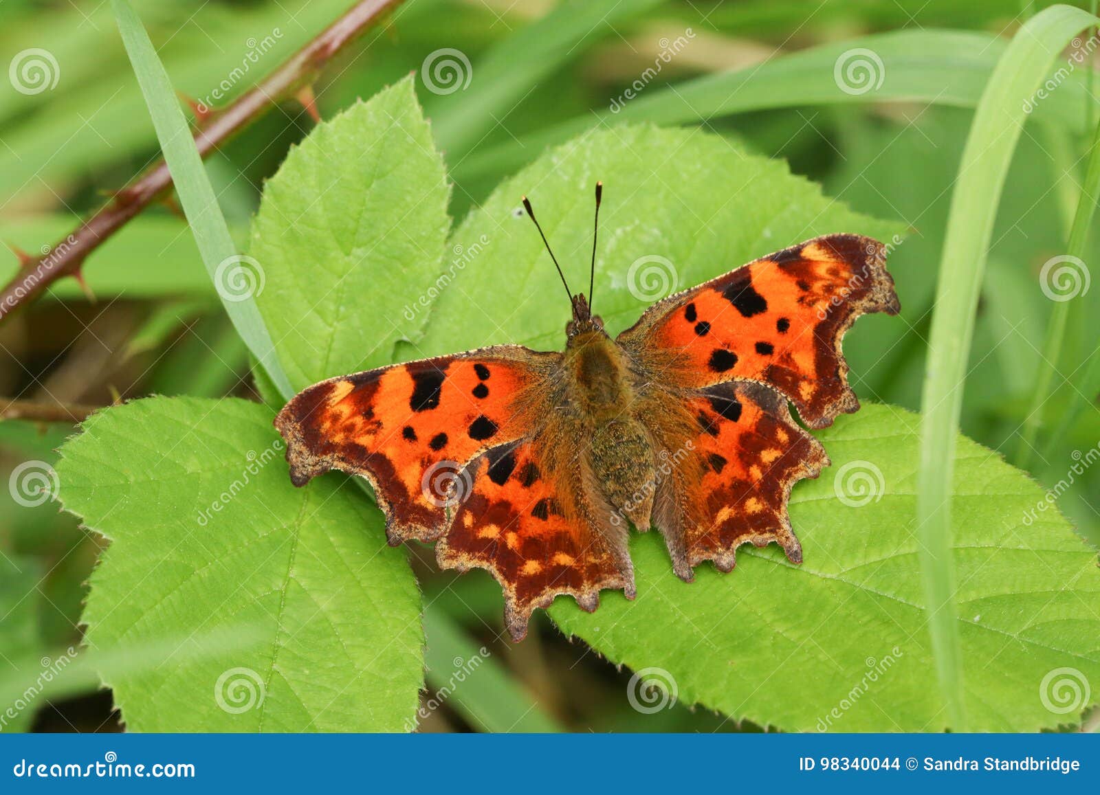 A Comma Butterfly Polygonia C-album Perched on a Leaf. Stock Photo ...
