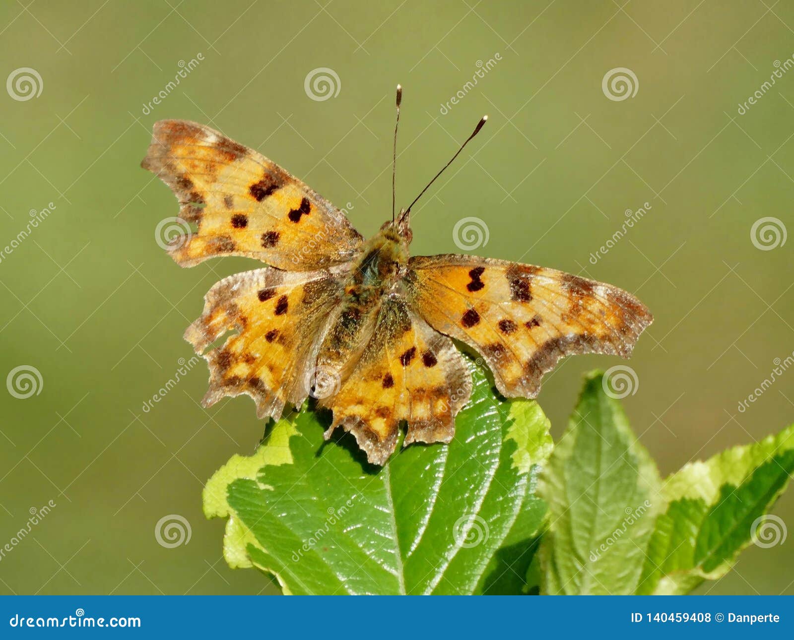 Comma butterfly stock photo. Image of polygonia, butterfly - 140459408