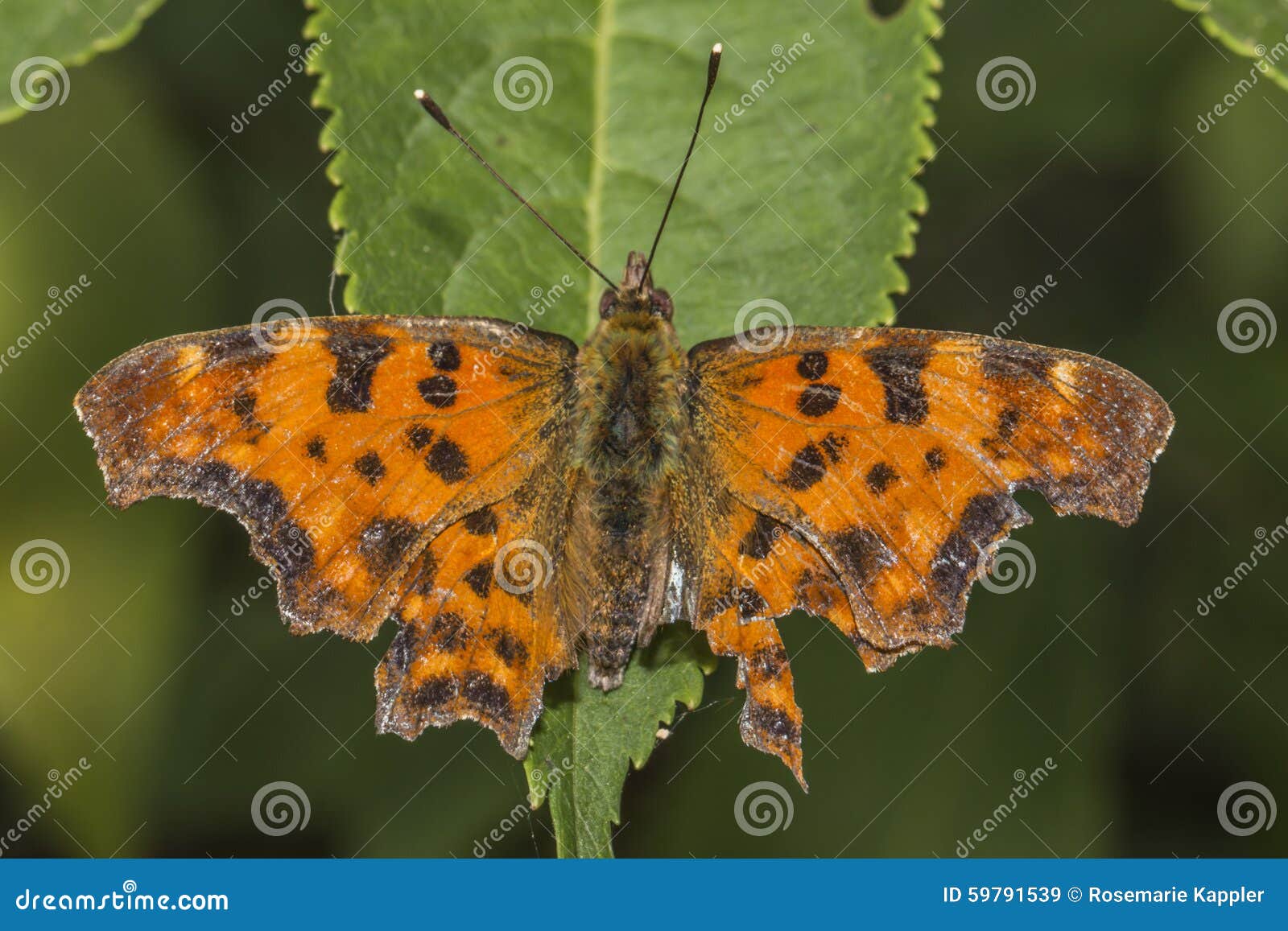 Comma Butterfly (Polygonia C-album) Stock Image - Image of hyperantus ...