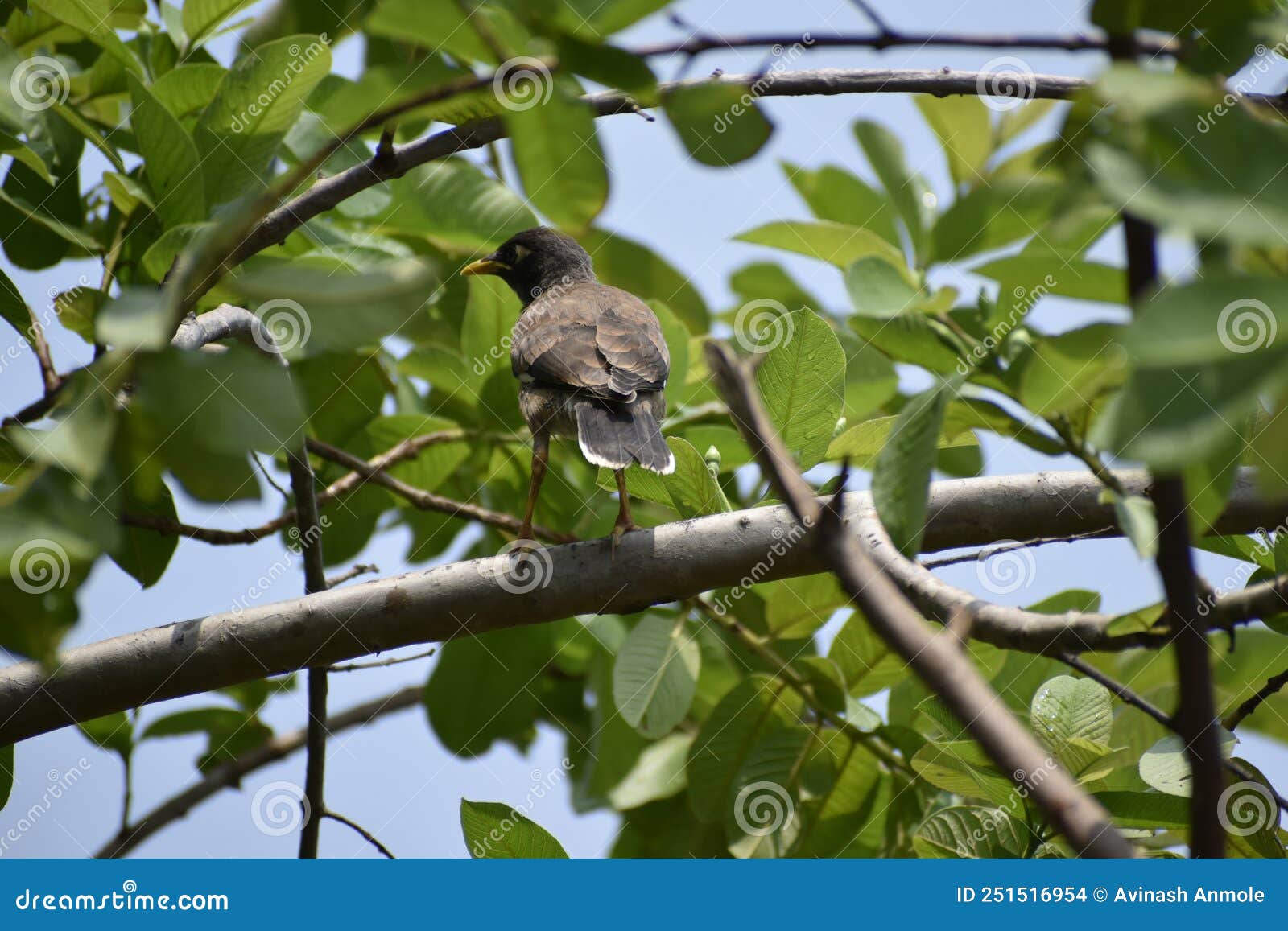 The Comman Myna or Indian Myna Sitting on Tree Stock Photo - Image of ...
