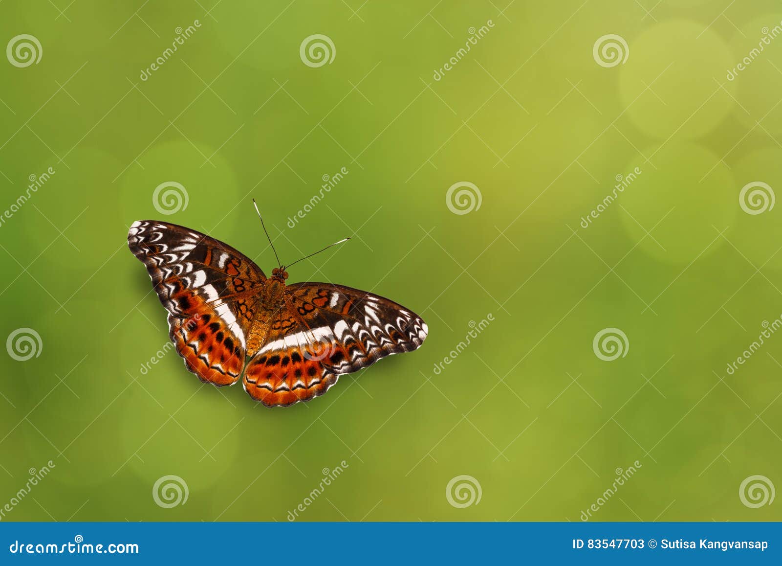 Commander Butterfly Flying with Green Background Stock Image - Image of ...
