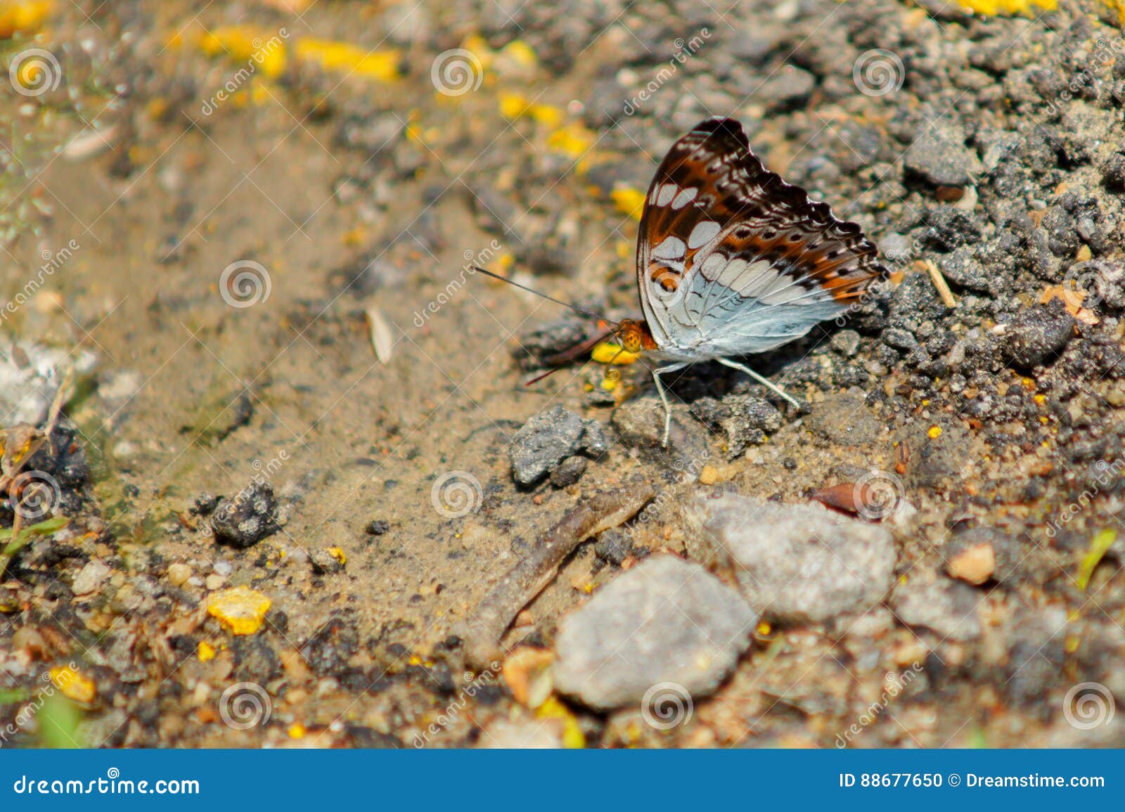 Commander Butterfly Moduza Procris in Malaysia Stock Photo - Image of ...
