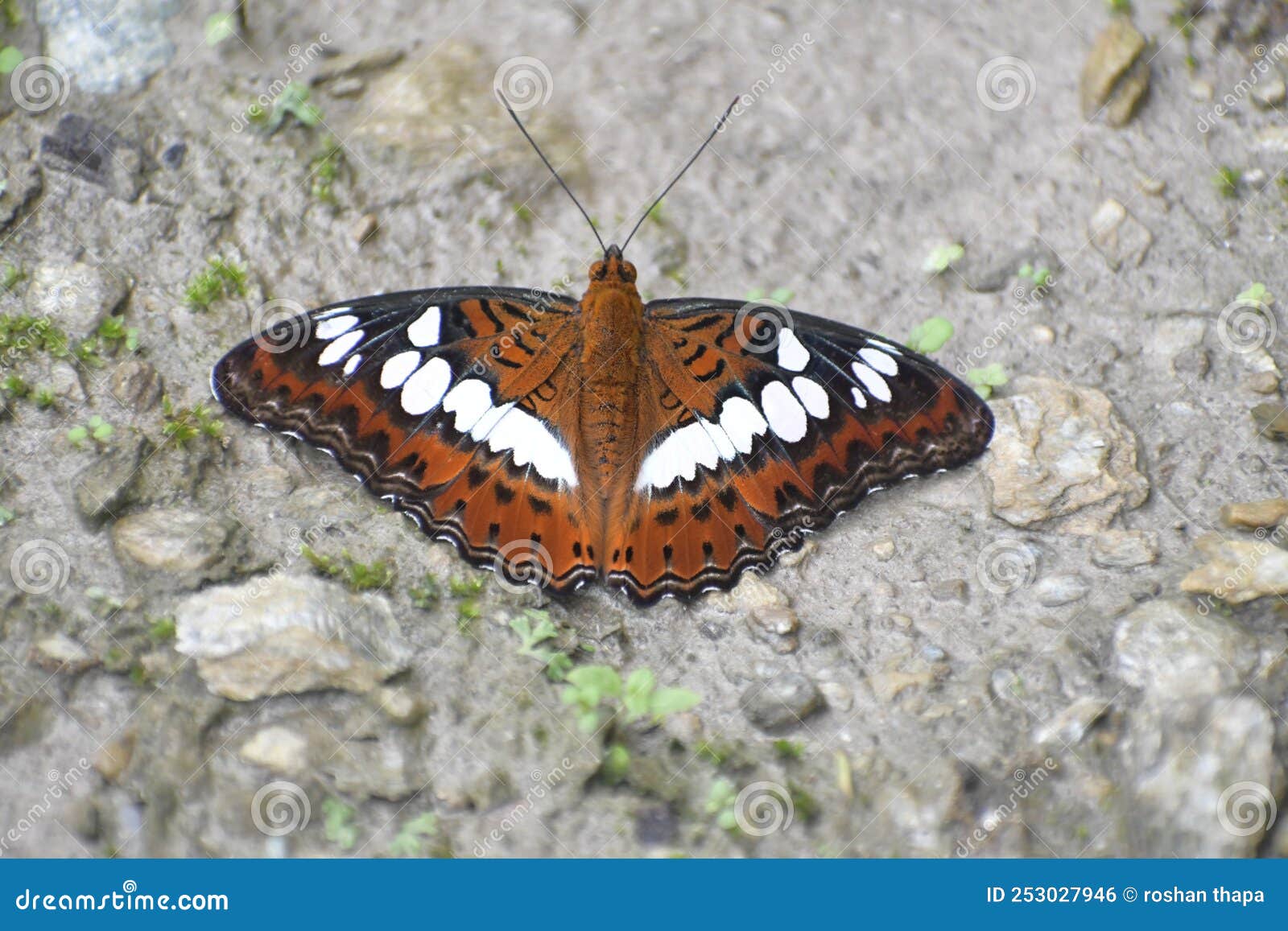 Commanderinsects Moduza Procris Photo stock - Image du support ...