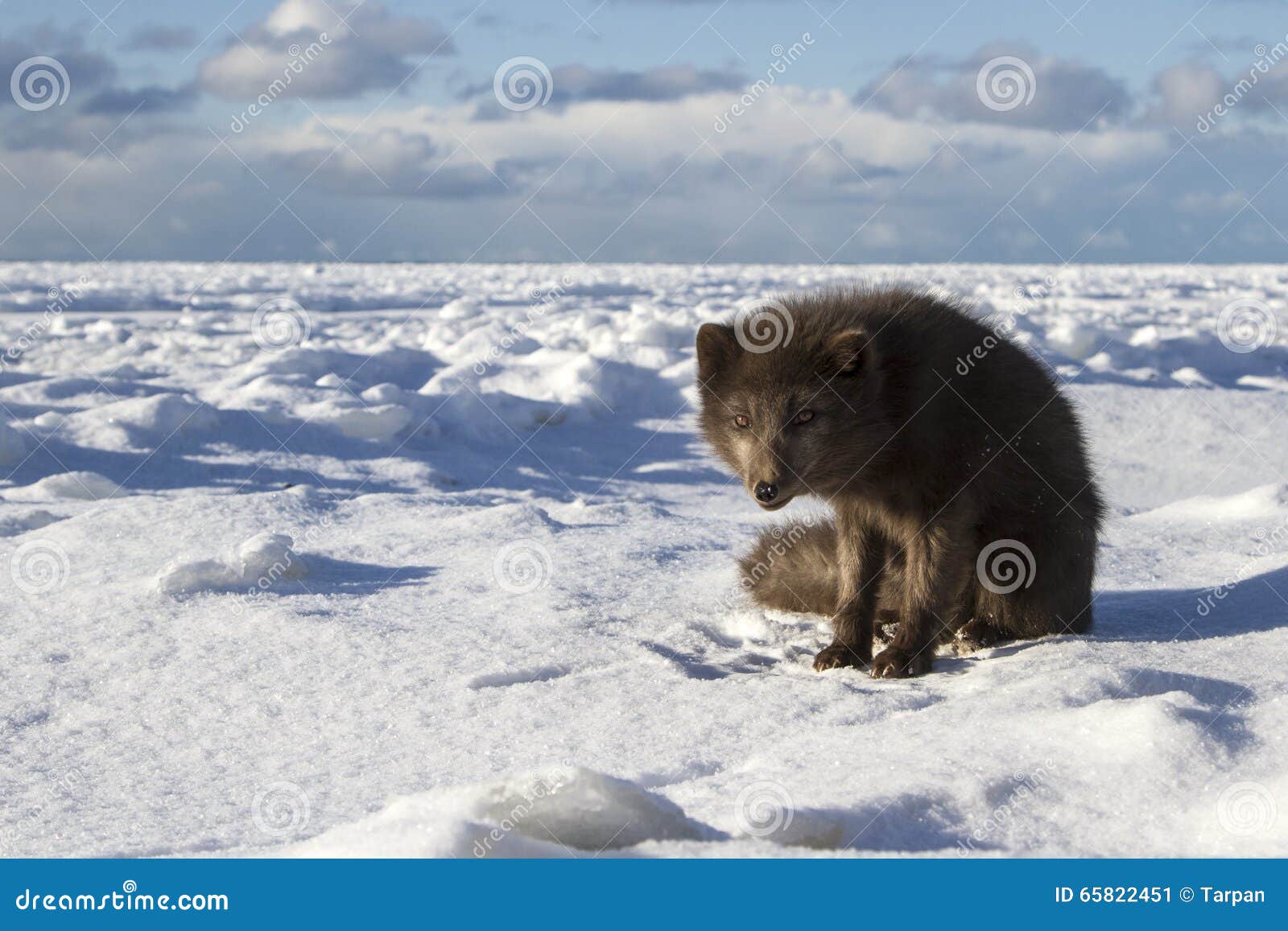 Commanders Blue Arctic Fox Standing on the Ice on the Stock Image ...