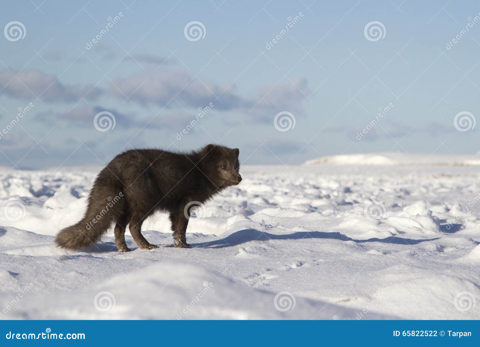 Arctic Fox Standing Broadside Royalty-Free Stock Photo | CartoonDealer ...