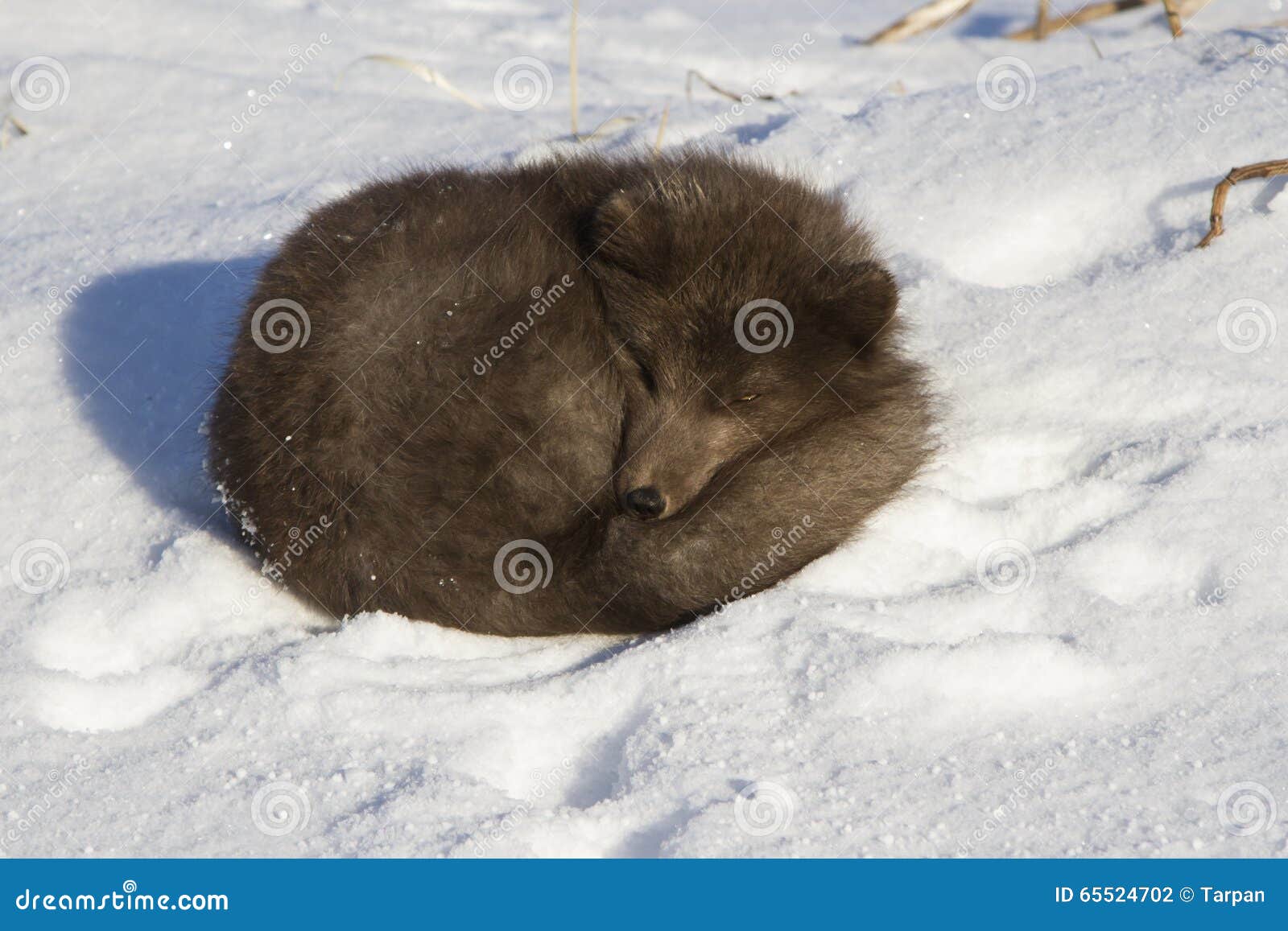 Commanders Blue Arctic Fox Who Sleeps on the Beach Winter Stock Photo ...