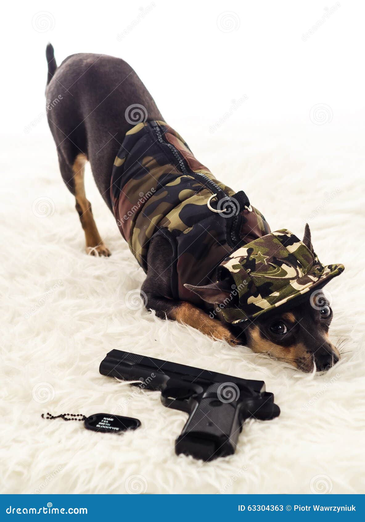 Commando dog in guard stock image. Image of looking, pincher - 63304363