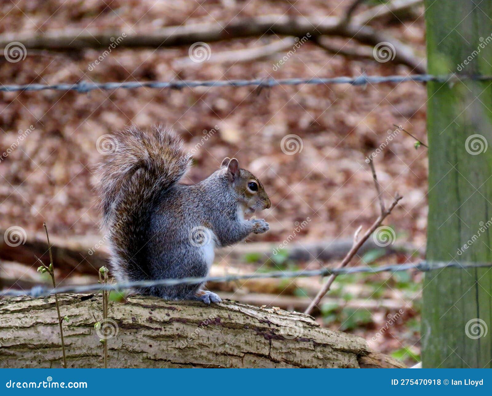 Commando Squirrel Plots His Escape Stock Photo - Image of commando ...
