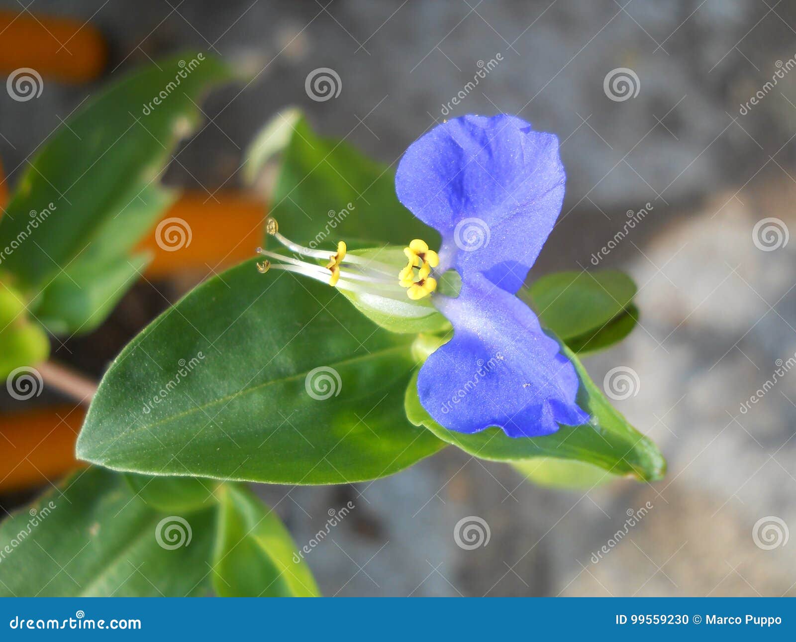 Wonderful Flower of Commelina Communis Stock Photo - Image of flowering ...
