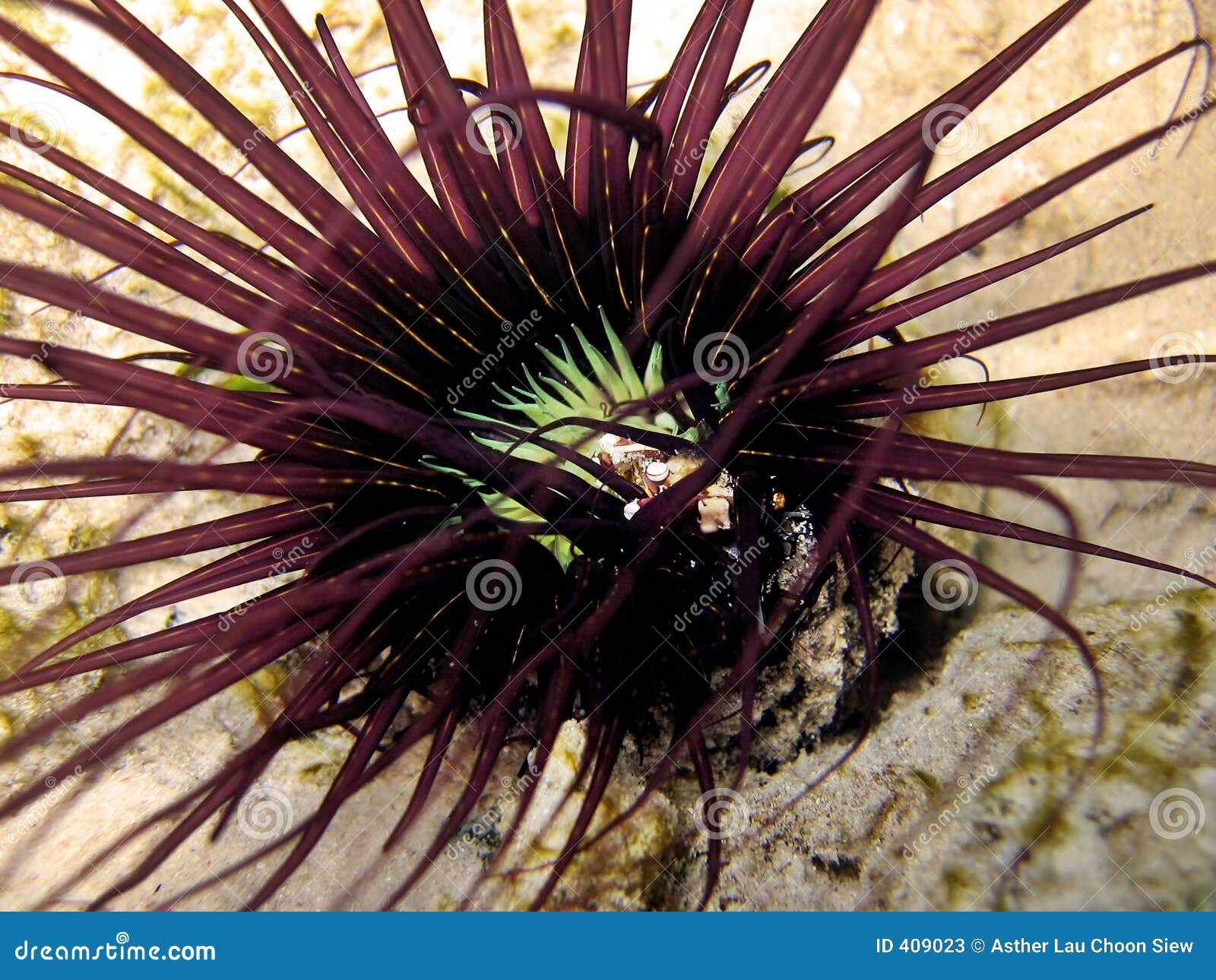 Commensalism stock image. Image of tentacles, anemone, tube - 409023