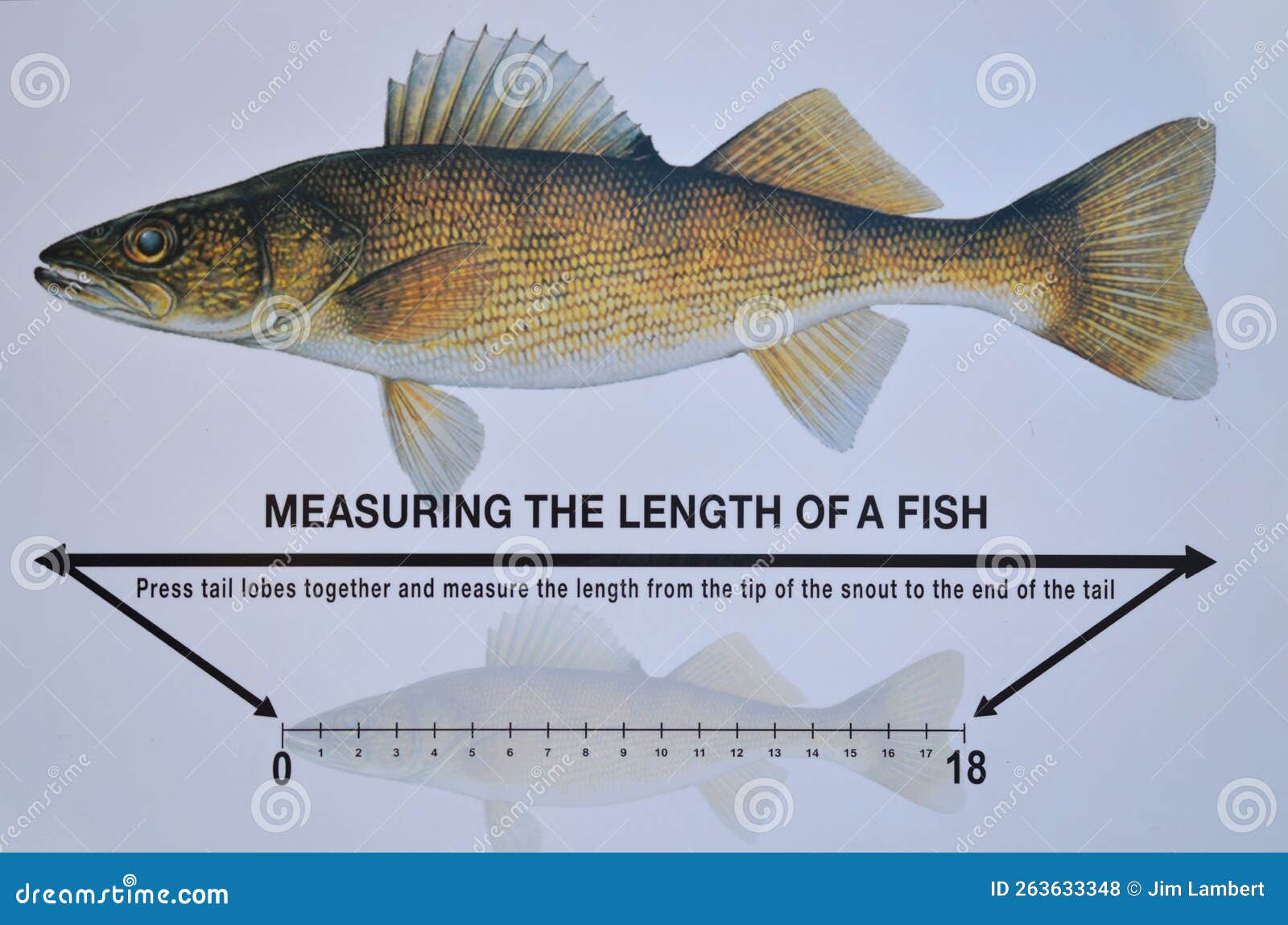 Comment mesurer un poisson photo stock. Image du poissons - 263633348