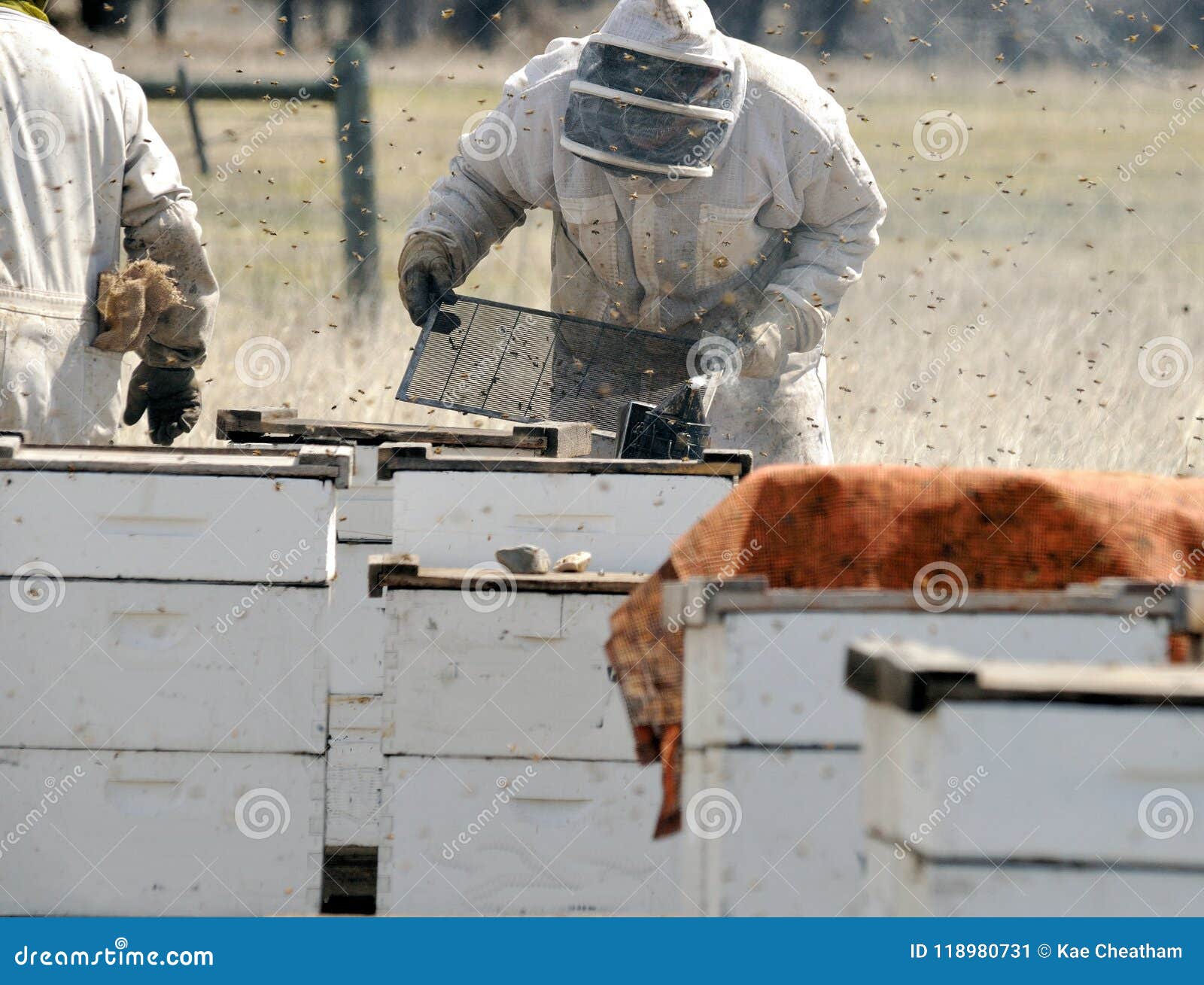 Commercial Bee Enterprise: Beekeepers at Work Stock Image - Image of ...