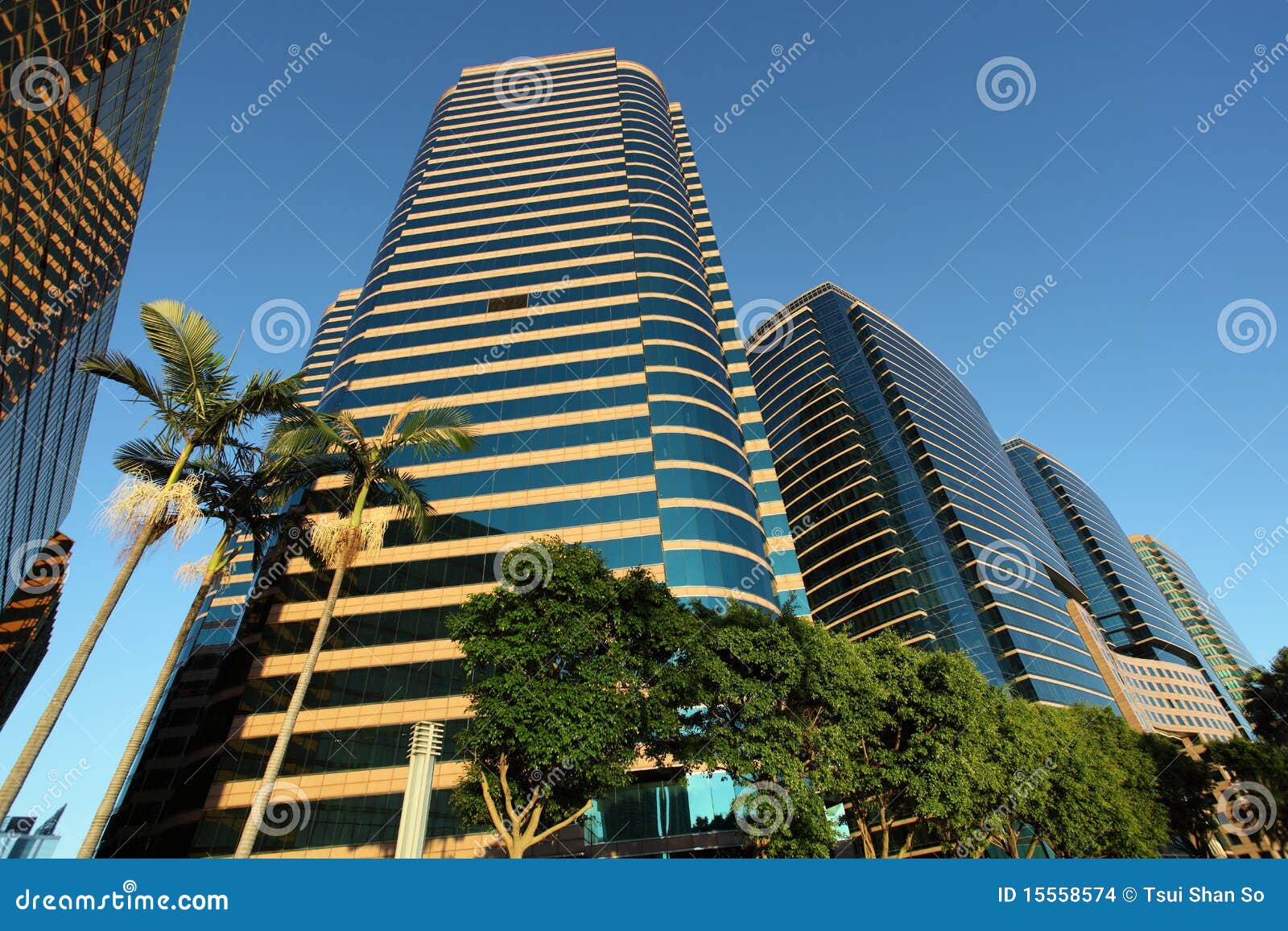 Commercial Building stock photo. Image of tree, window - 15558574
