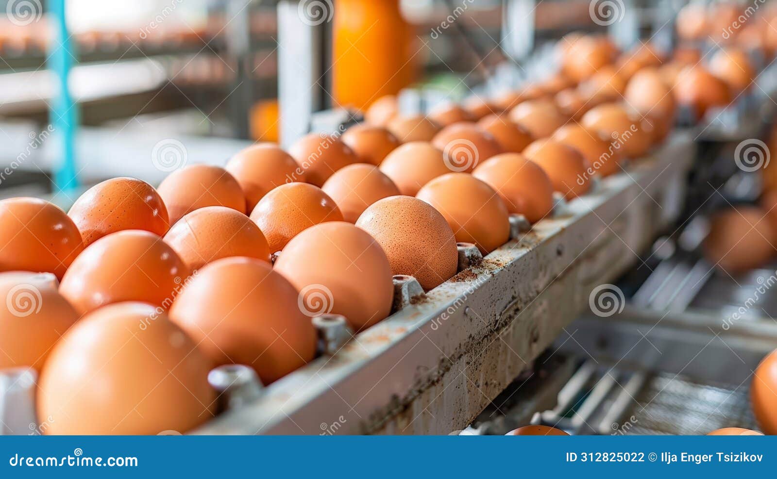 Commercial Egg Production Facility Utilizing Advanced Egg Sorting ...