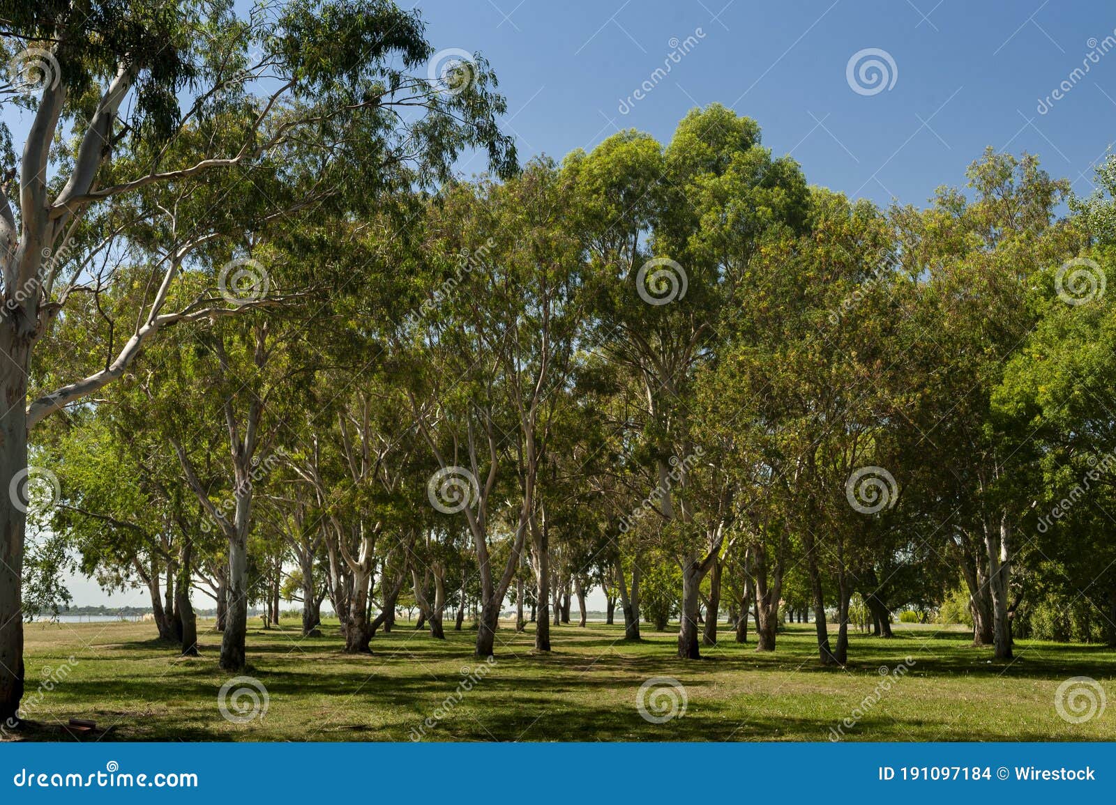 Commercial Forest with Trees Aligned in Rows in the Countryside Stock ...