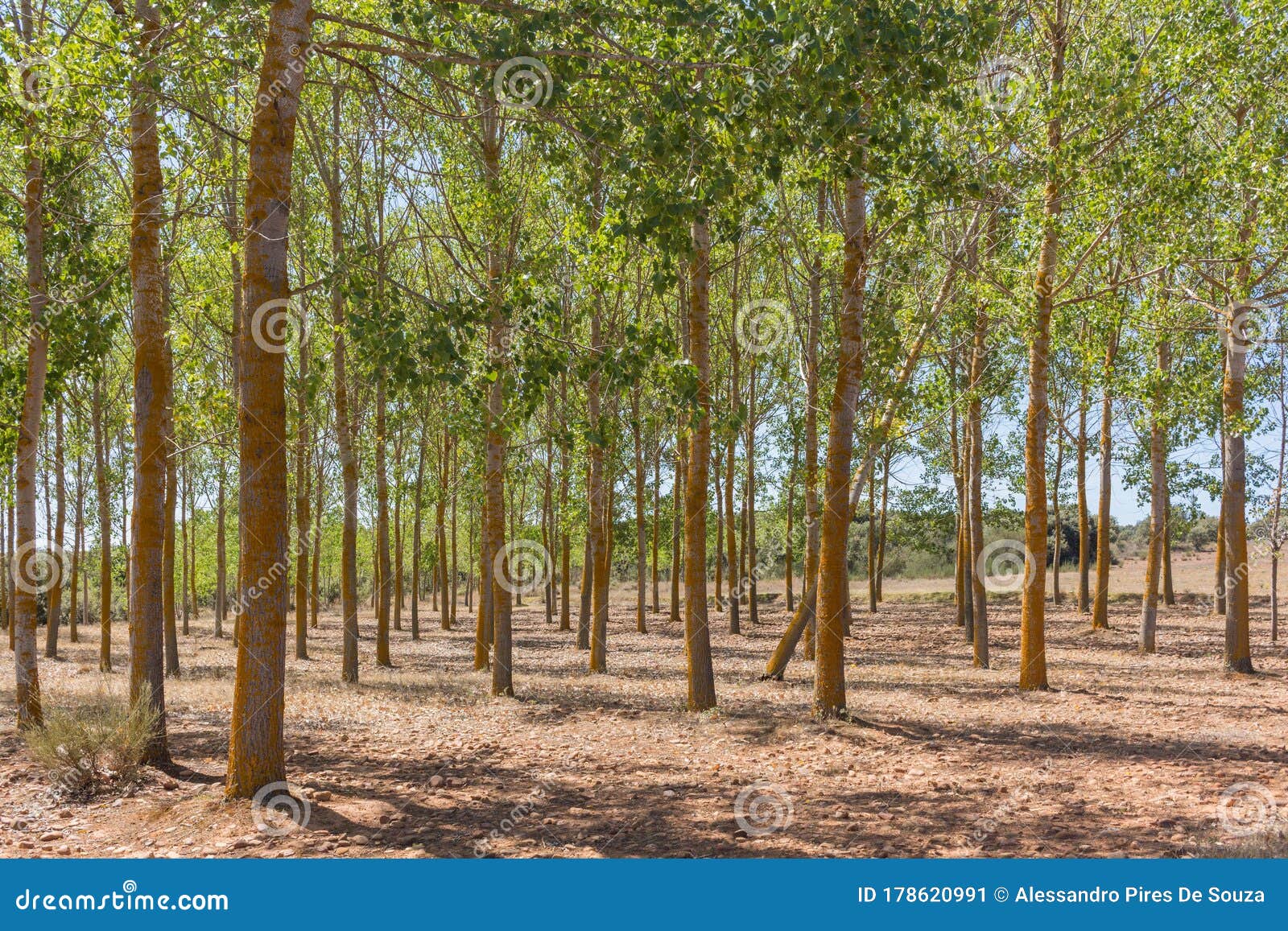 Commercial Forest with Trees Aligned in Rows. Stock Image - Image of ...