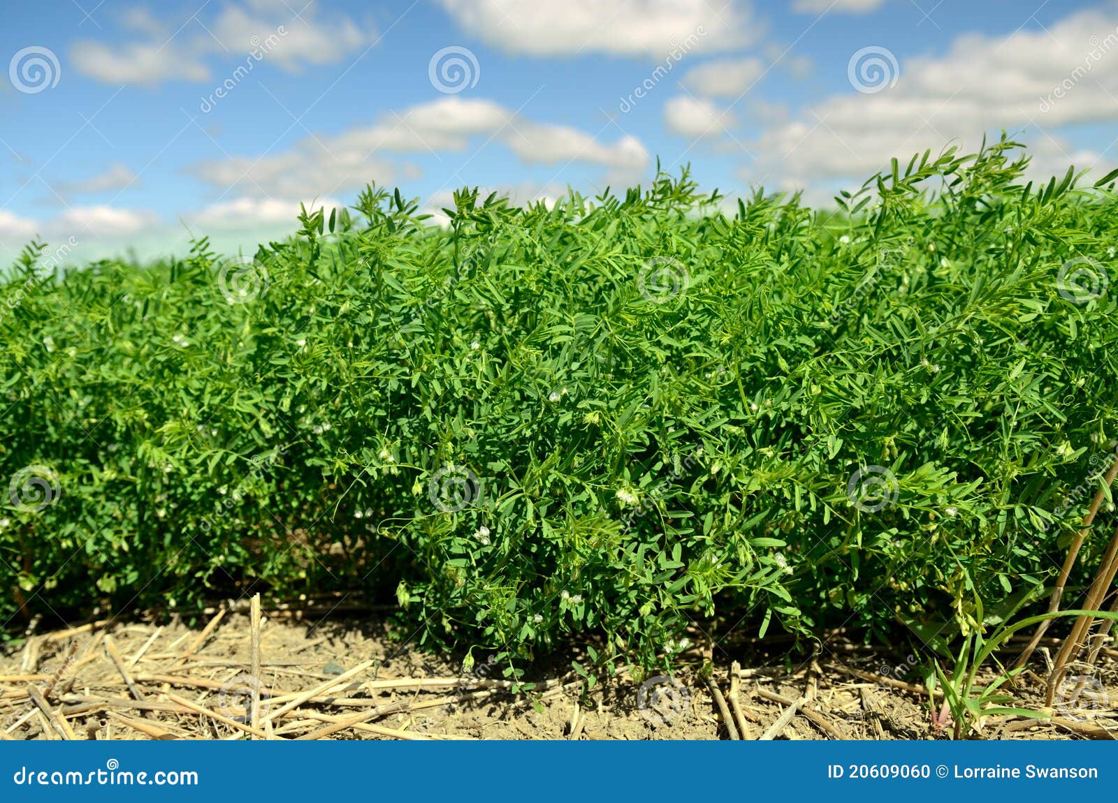 Commercial Lentil Crop Closeup Stock Photo - Image of flowering ...