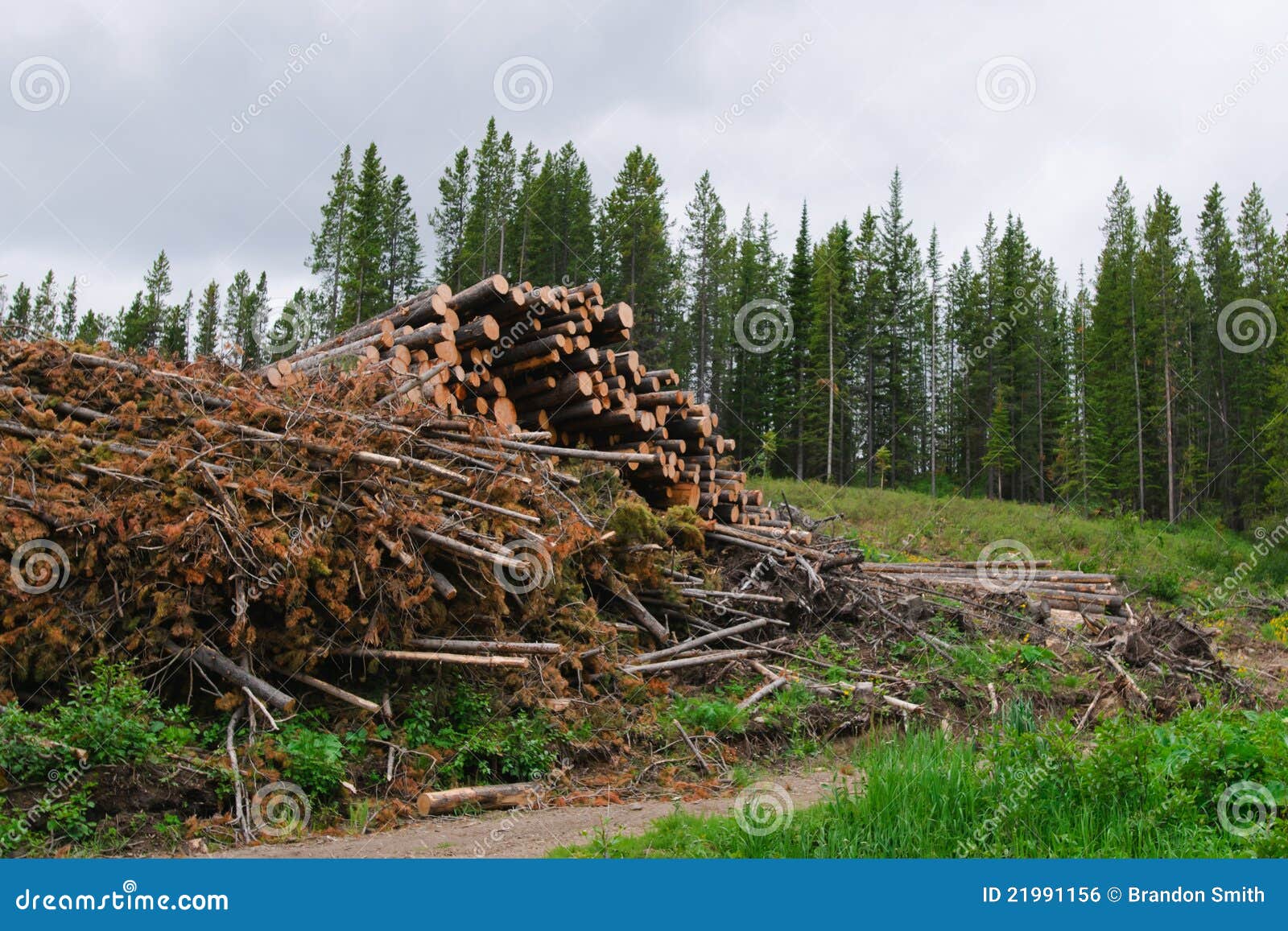 Commercial Logging stock photo. Image of pine, harvest - 21991156