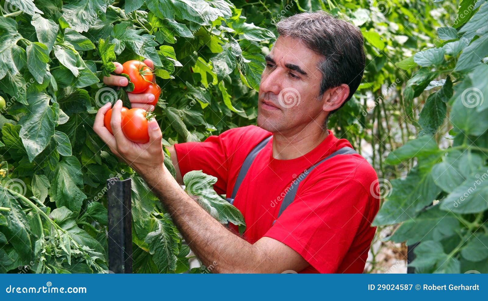 Commercial Production of Fresh Market Tomatoes Stock Image - Image of ...