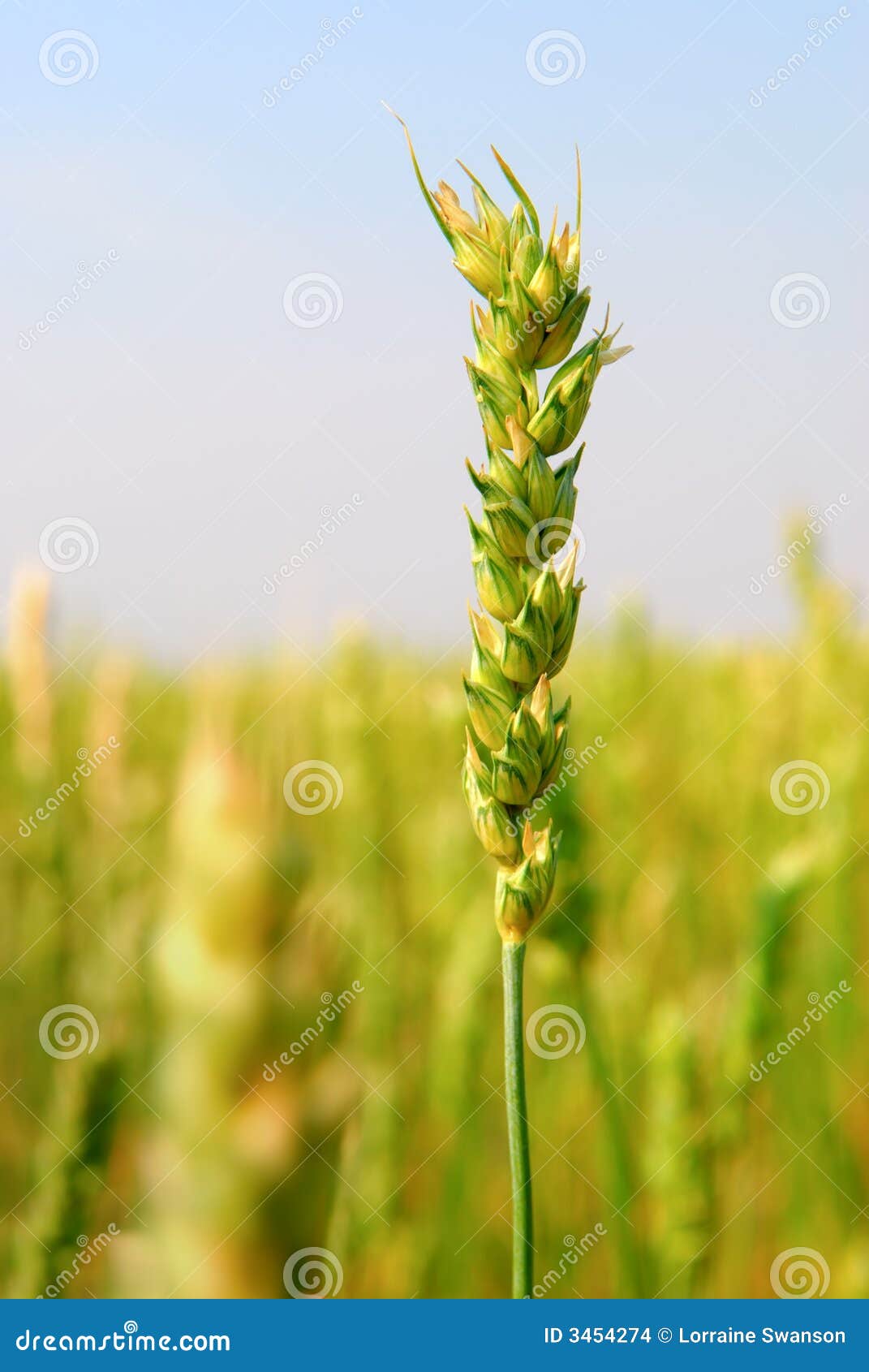 Commercial Spring Wheat Crop Stock Photo - Image of spring, agriculture ...