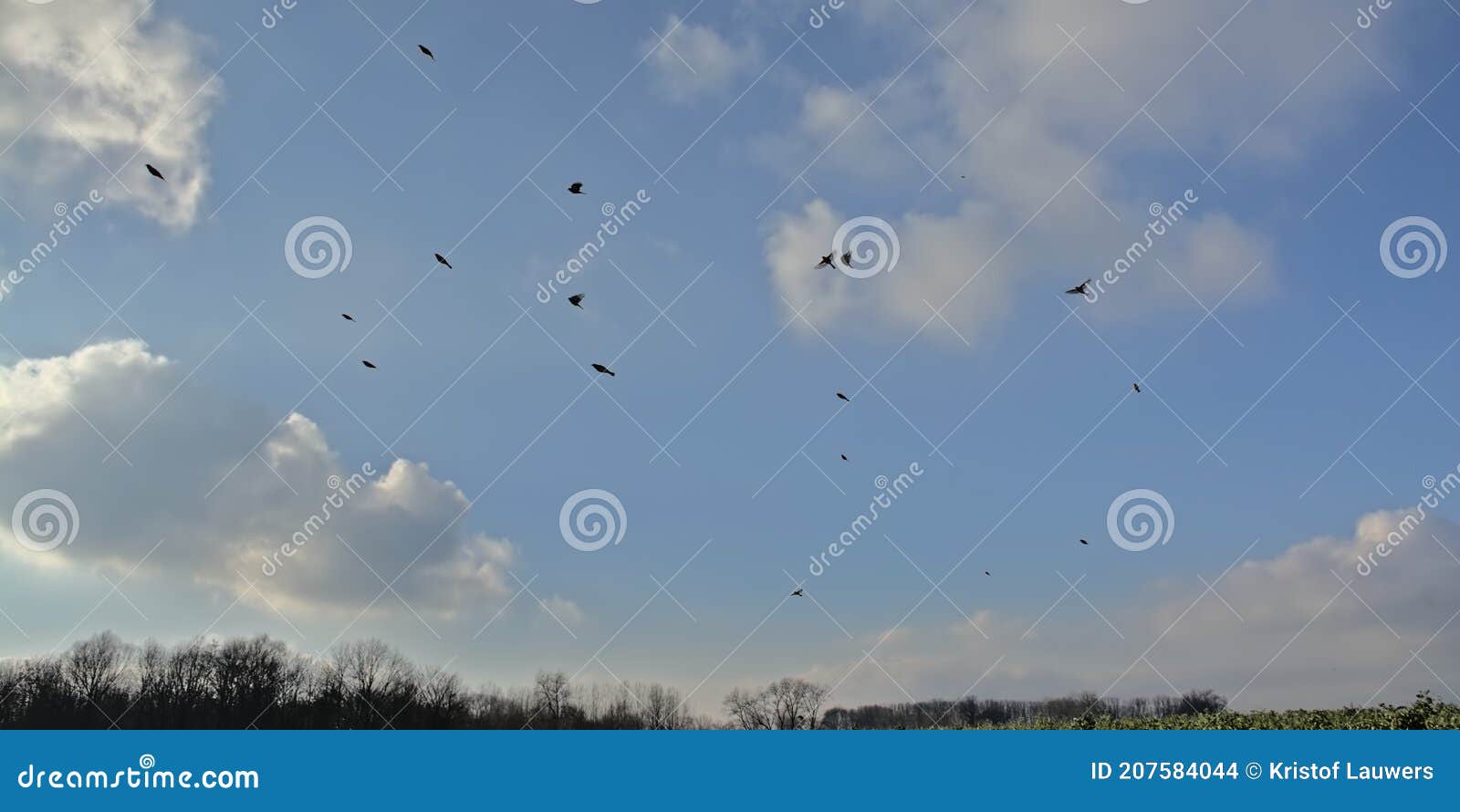 Commin Chaffinches Flying on a Blue Sky with Grey Clouds Stock Photo ...