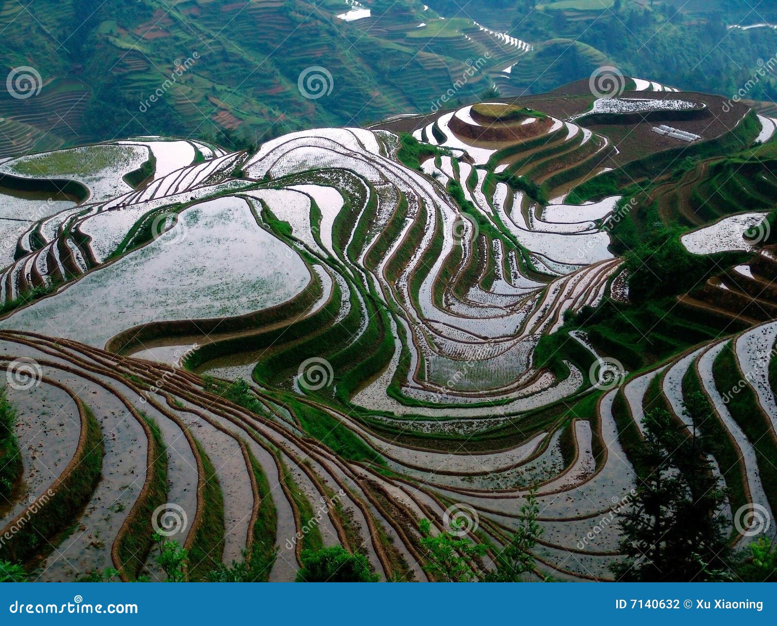 Comming Spring stock photo. Image of tree, rice, travel - 7140632